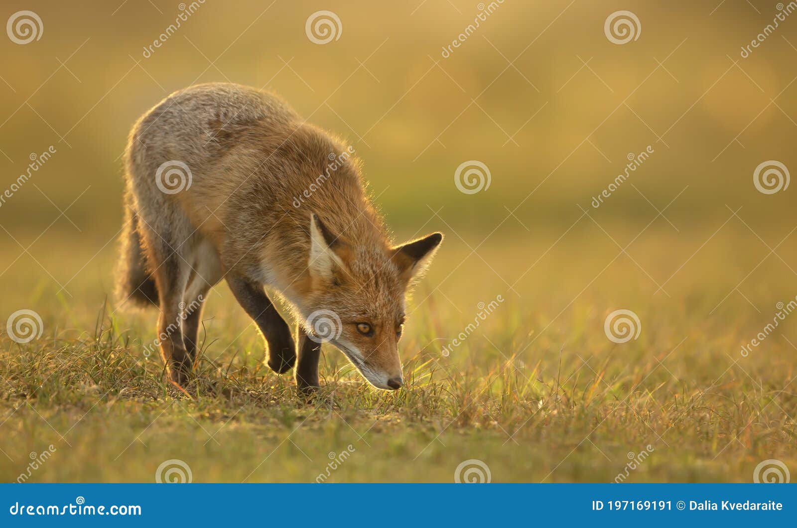 Close Up of a Red Fox at Sunset in the Golden Light Stock Image - Image ...