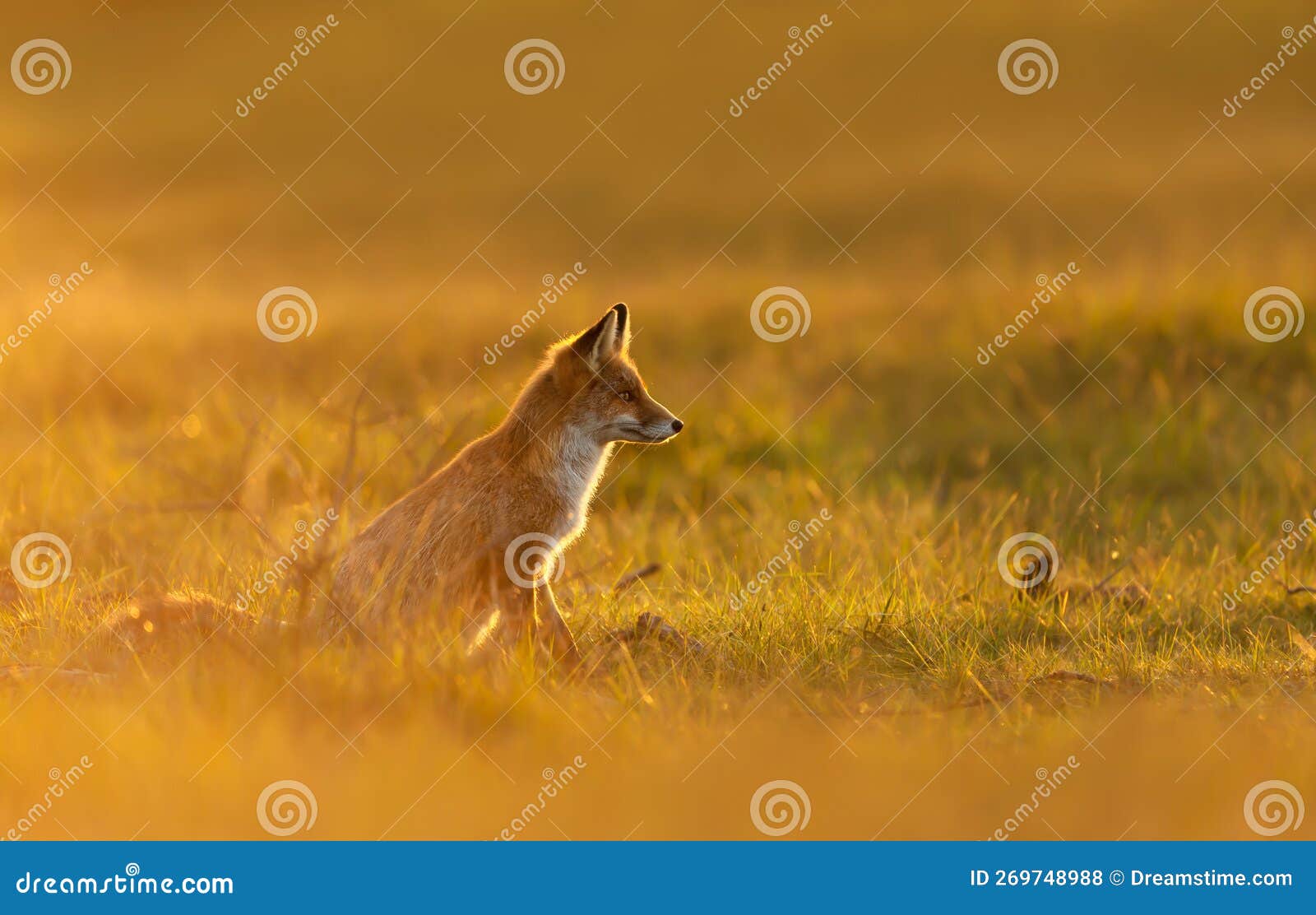 Close-up of a Red Fox at Sunset Stock Photo - Image of british ...