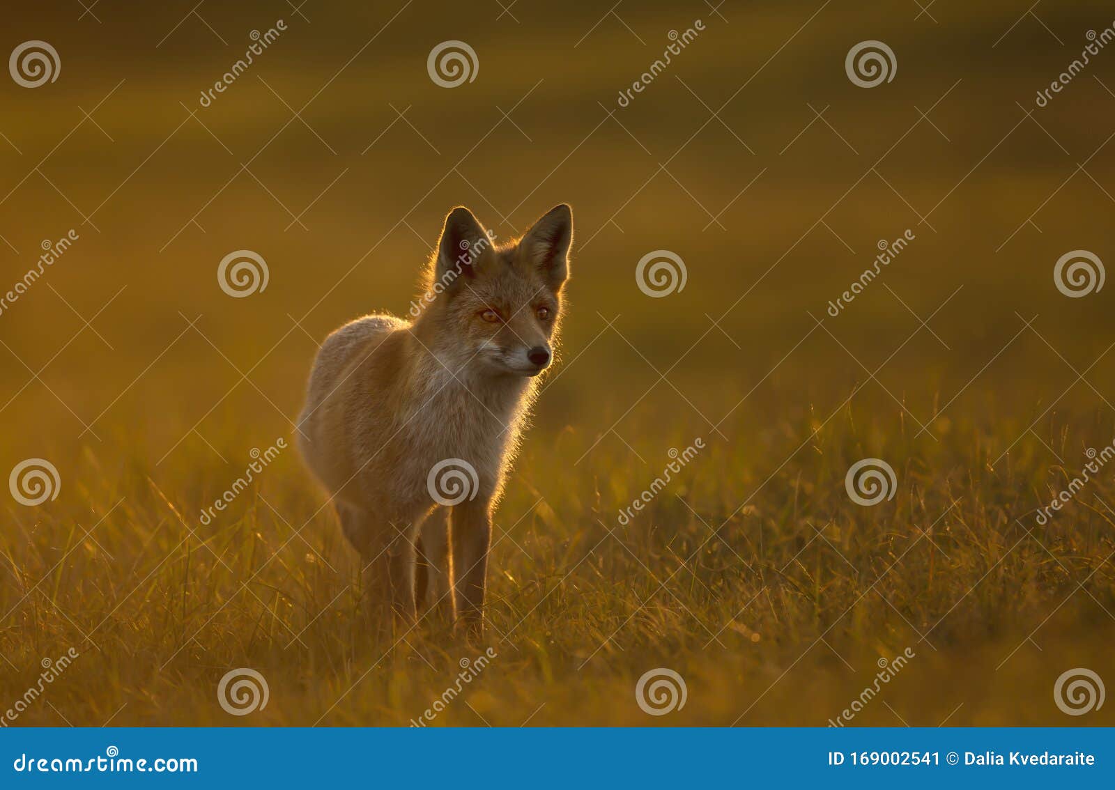 Close Up of a Red Fox at Sunset Stock Image - Image of portrait ...