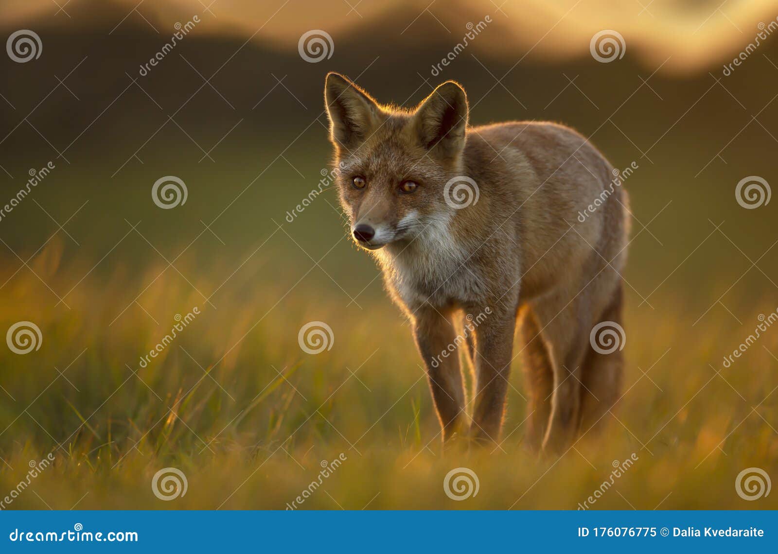 Close Up of a Red Fox at Sunset Stock Image - Image of behavior, fall ...