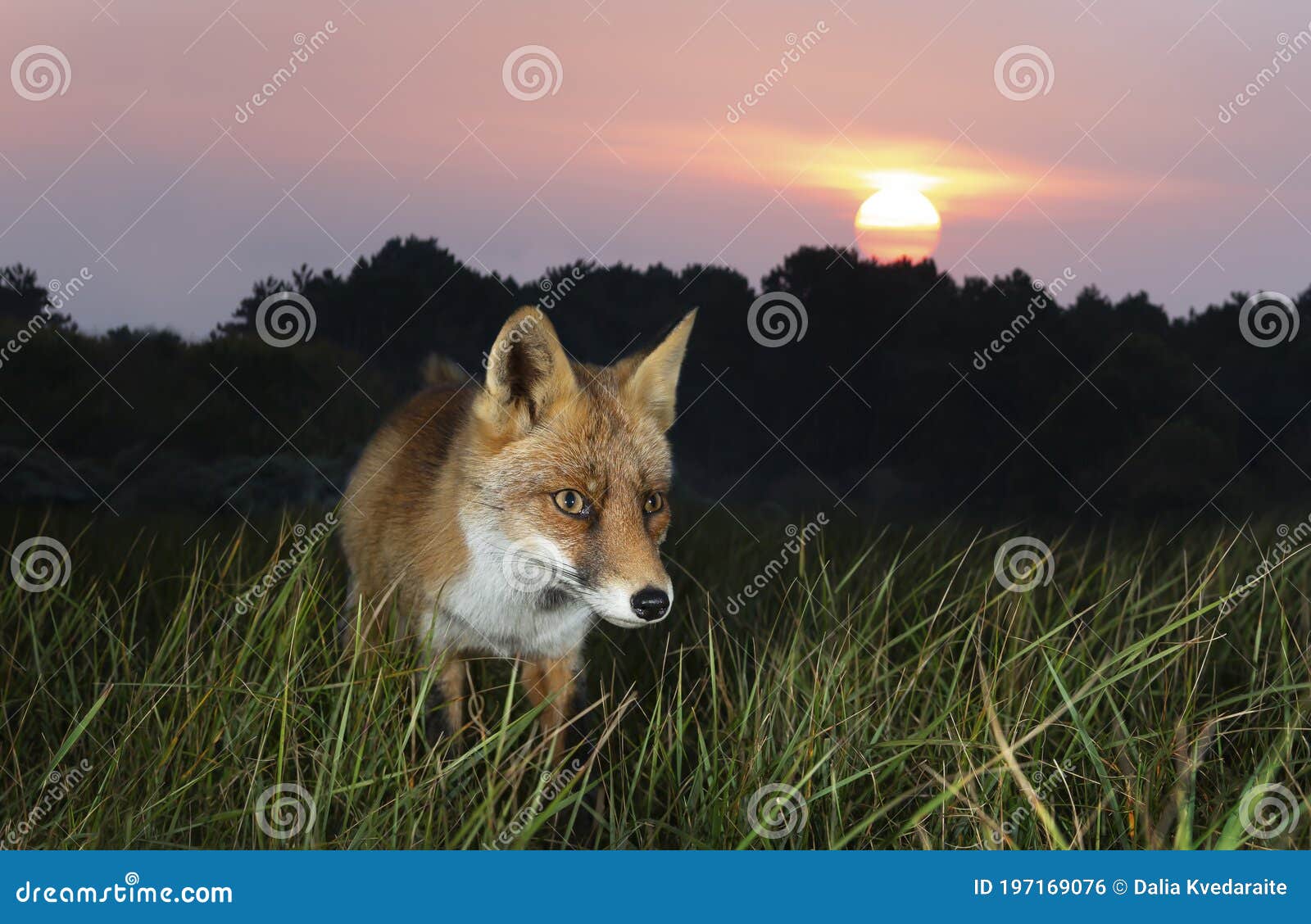 Close Up of a Red Fox at Sunset Stock Photo - Image of carnivore, grass ...
