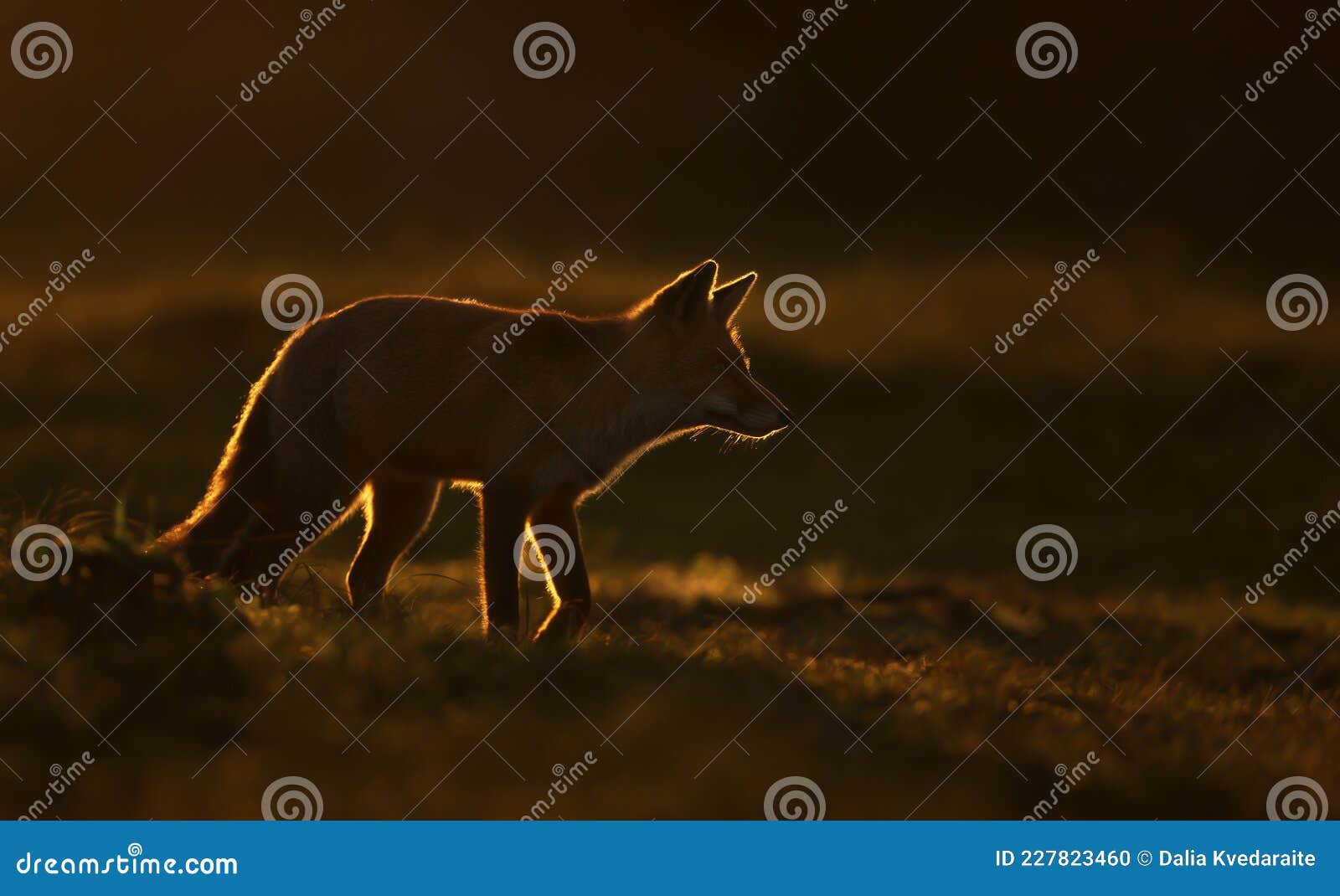 Close Up of a Red Fox at Sunset Stock Photo - Image of standing ...