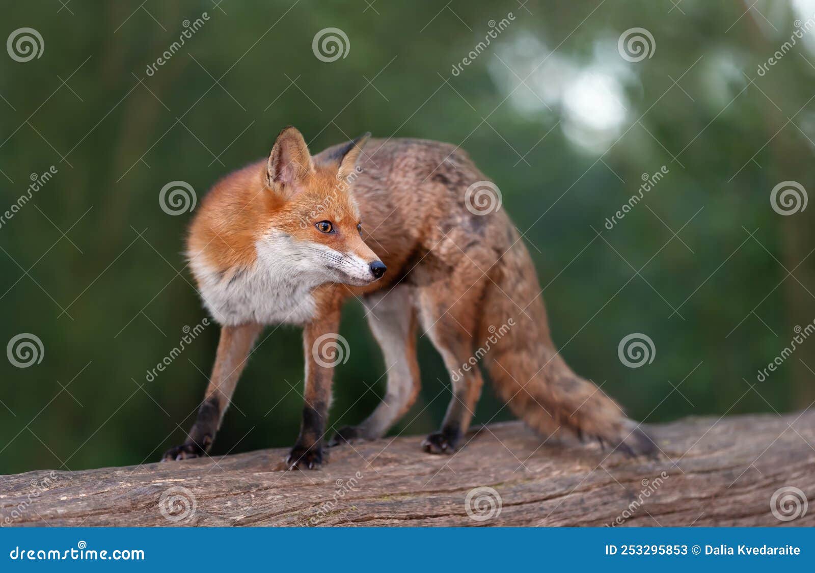 Close Up of a Red Fox on a Tree in a Forest Stock Image - Image of ...