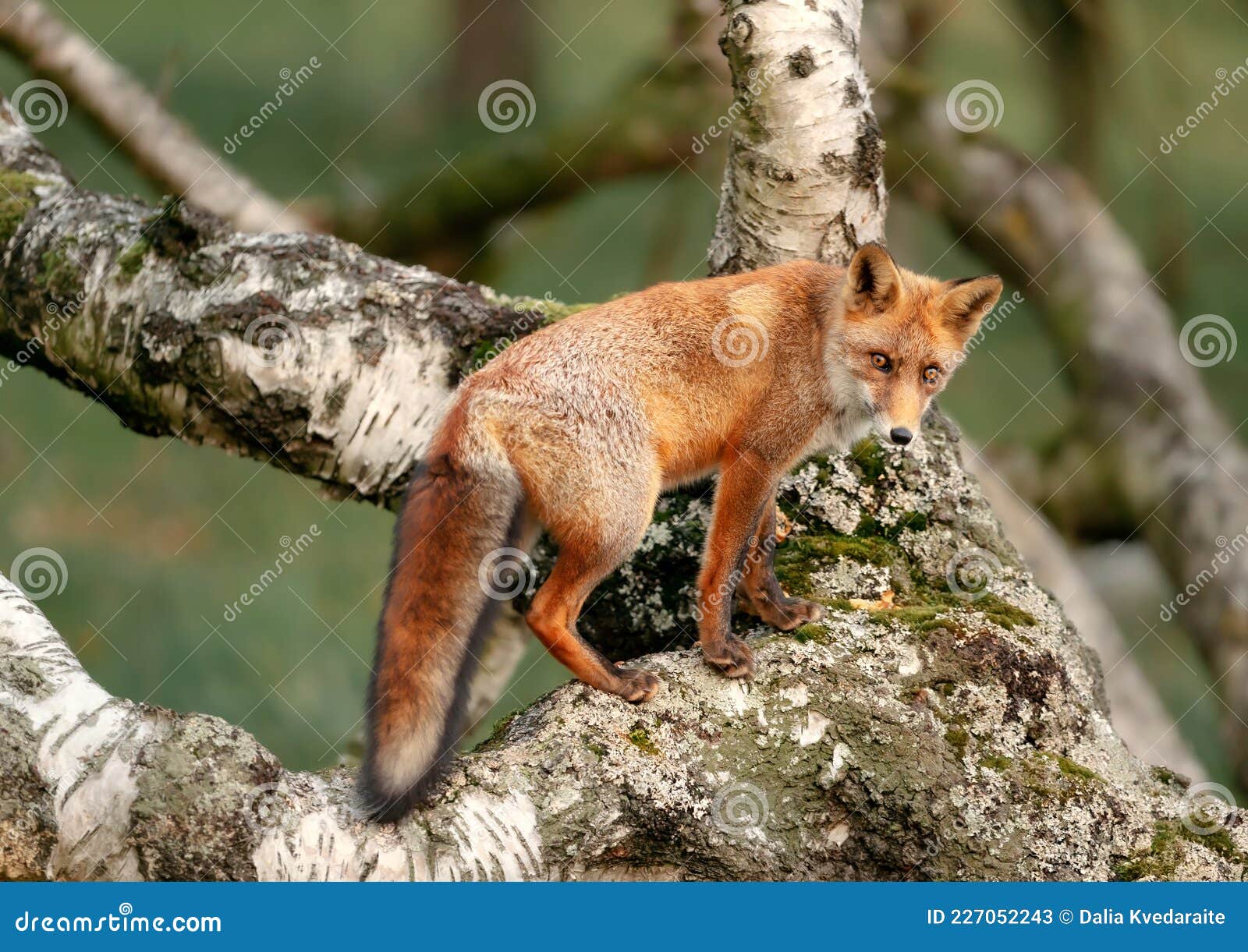 Close Up of a Red Fox in a Tree Stock Image - Image of tree, climb ...