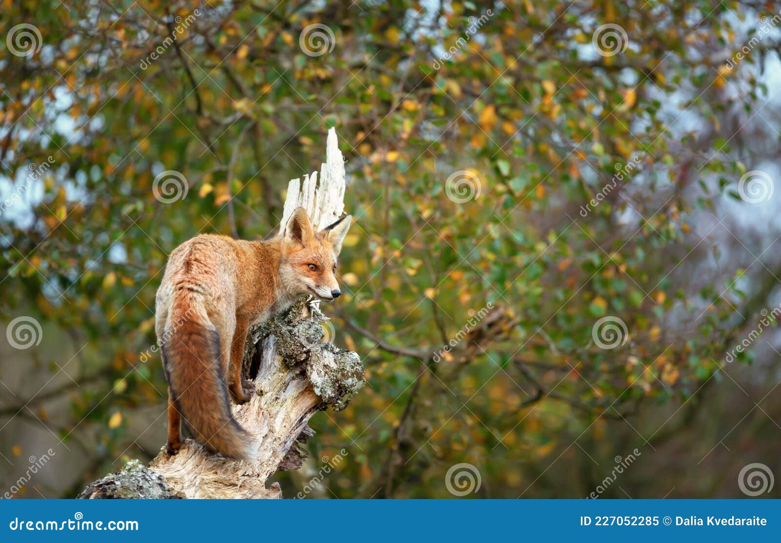 Close Up of a Red Fox in a Tree Stock Image - Image of forest, climbing ...