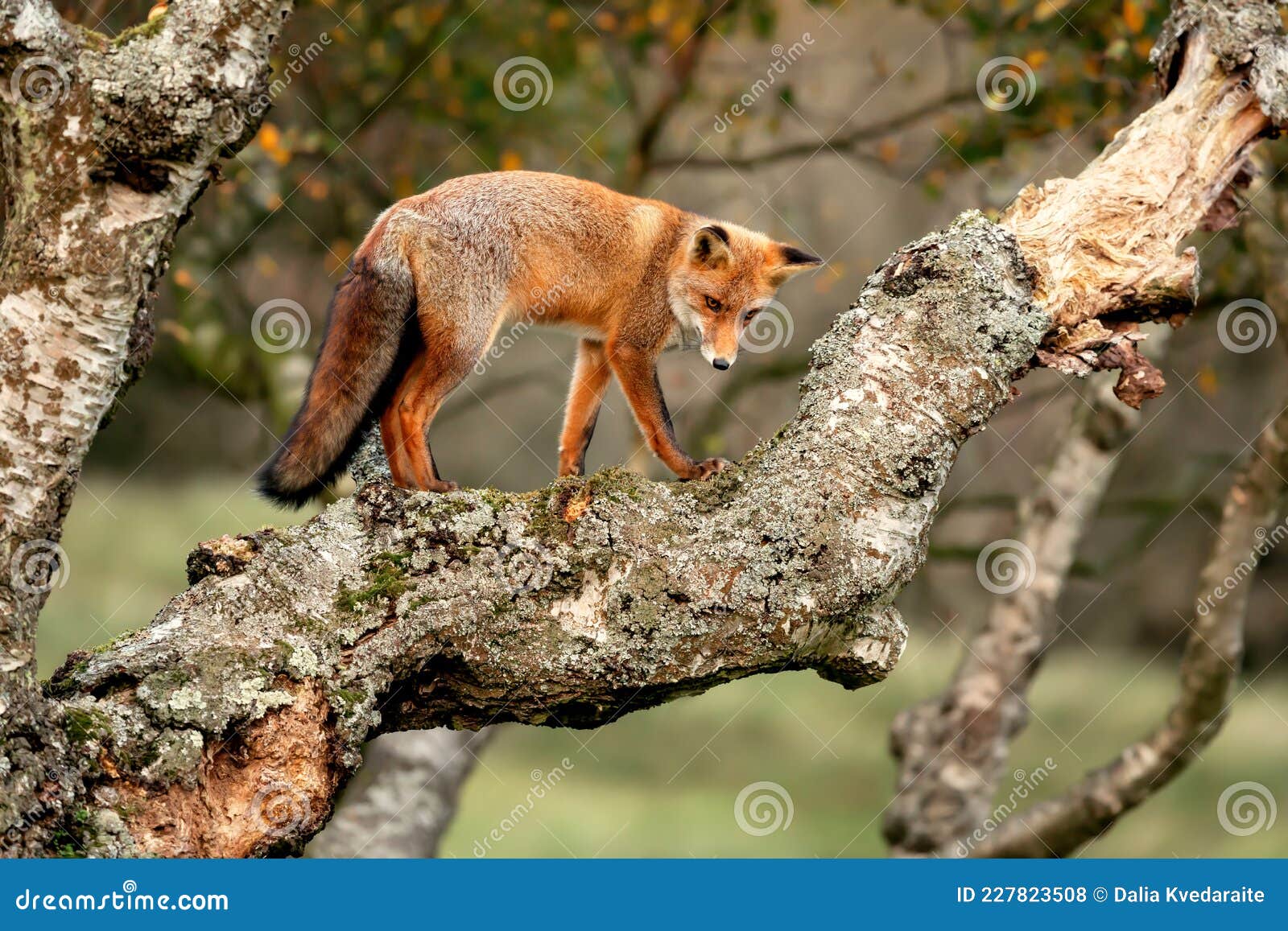 Close Up of a Red Fox in a Tree Stock Photo - Image of time, foxes ...