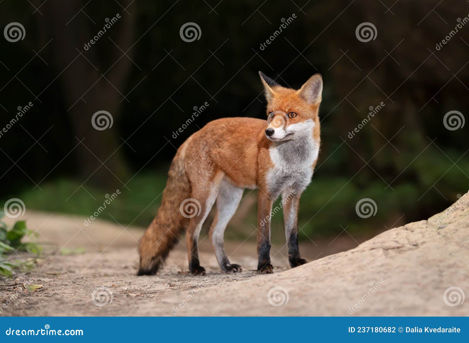 Close Up of a Red Fox Standing on a Sandy Path Stock Photo - Image of ...