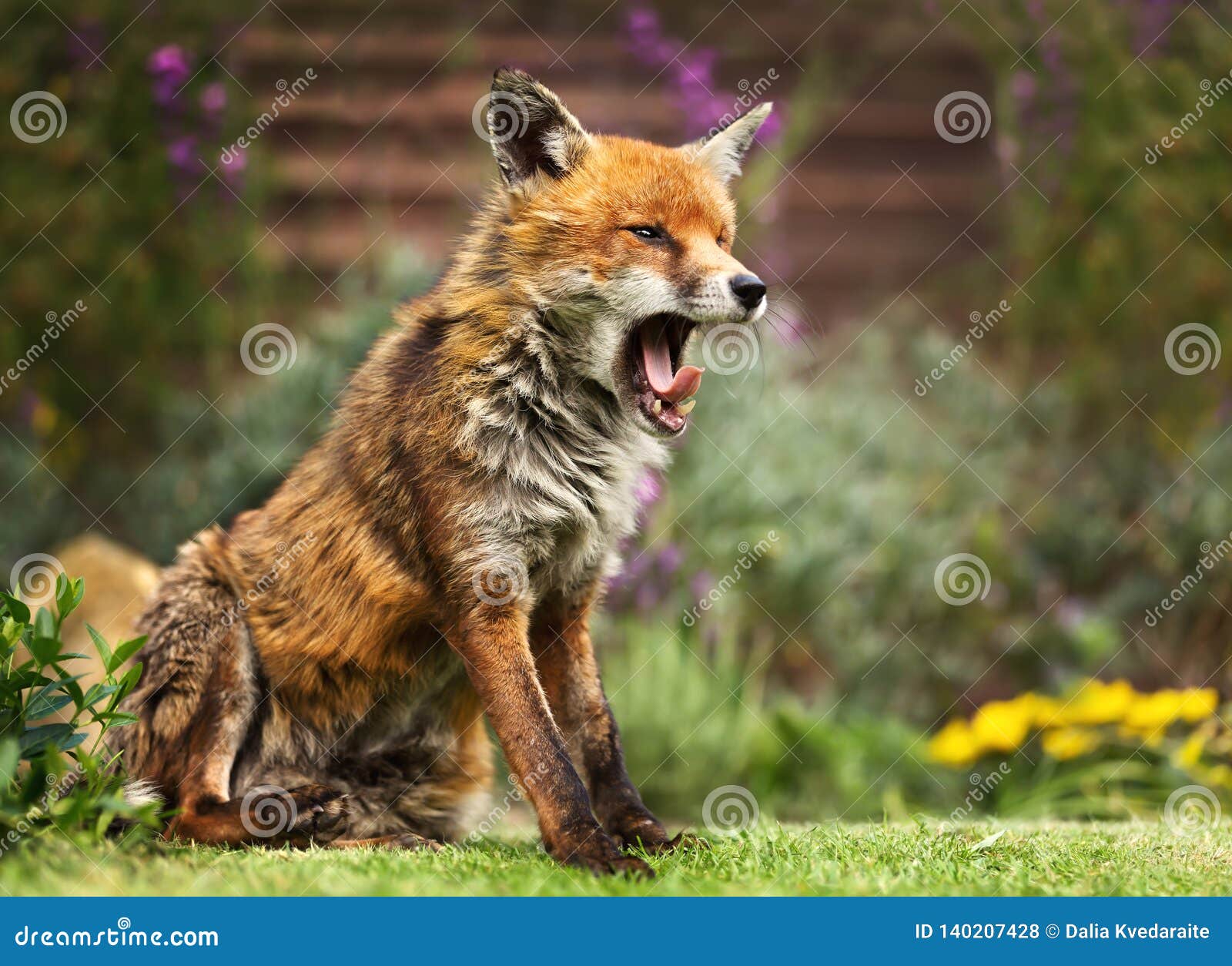 Close Up of a Red Fox Yawning Stock Photo - Image of funny, head: 140207428