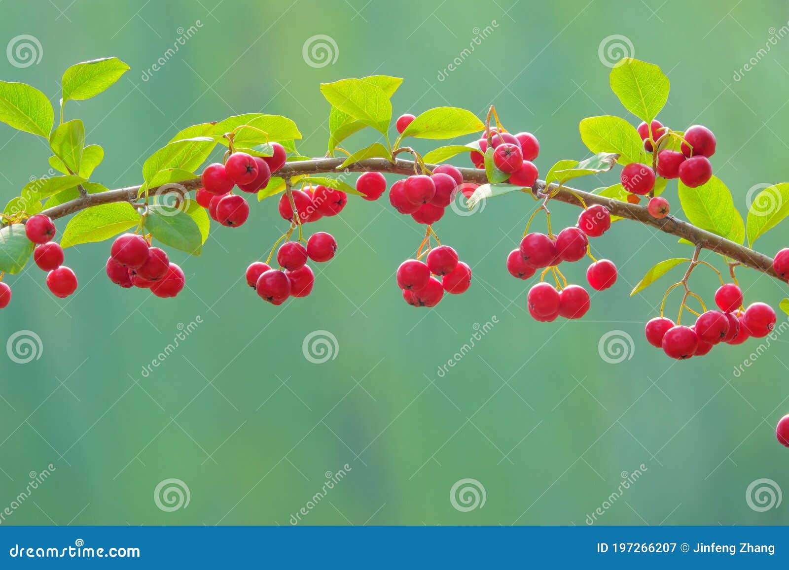 Cotoneaster multiflora stock image. Image of leaves - 197266207