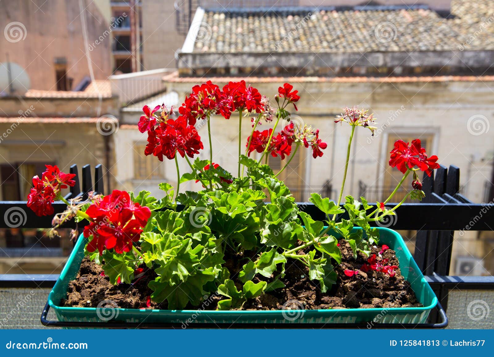 Close up of a red geranium stock image. Image of flowers - 125841813