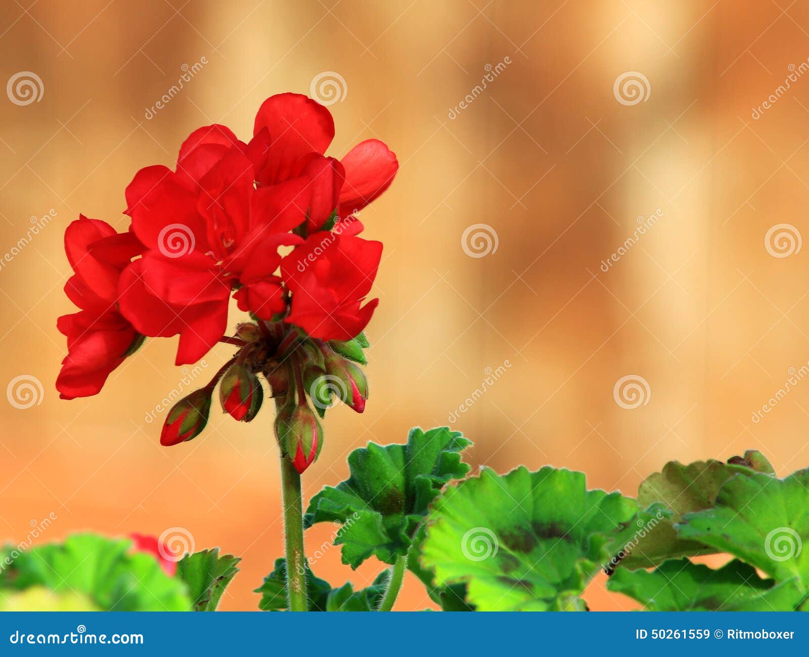 Close Up of a Red Geranium Flower Stock Image - Image of daylight ...