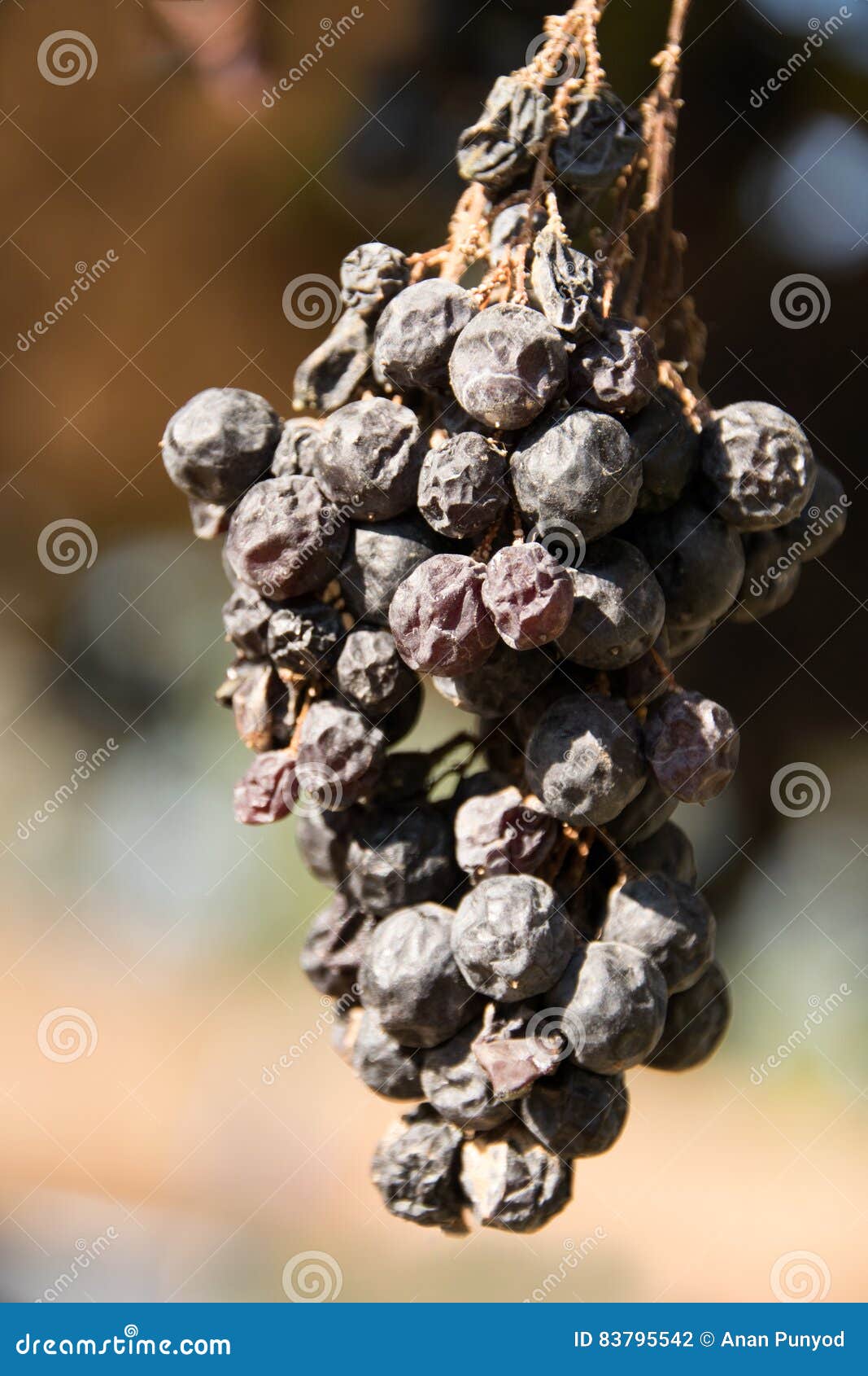 Close Up Red Grape Dried on the Tree Stock Photo - Image of grapevines ...