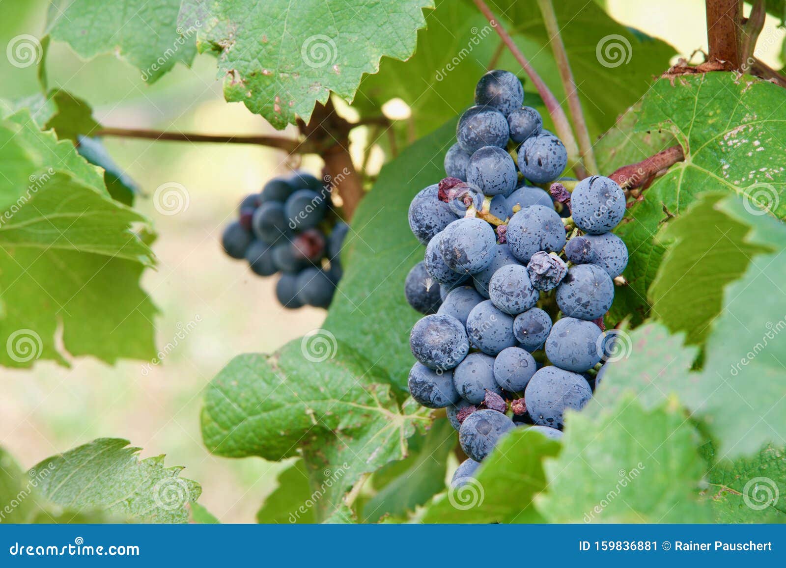Red grapevine stock image. Image of farm, nature, napa - 159836881