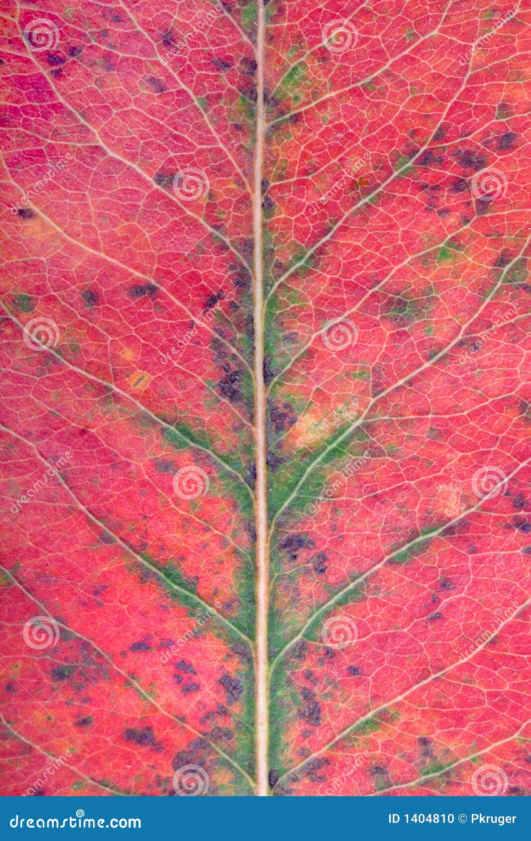 Close Up of a Red-green Leaf Stock Photo - Image of leaf, natural: 1404810