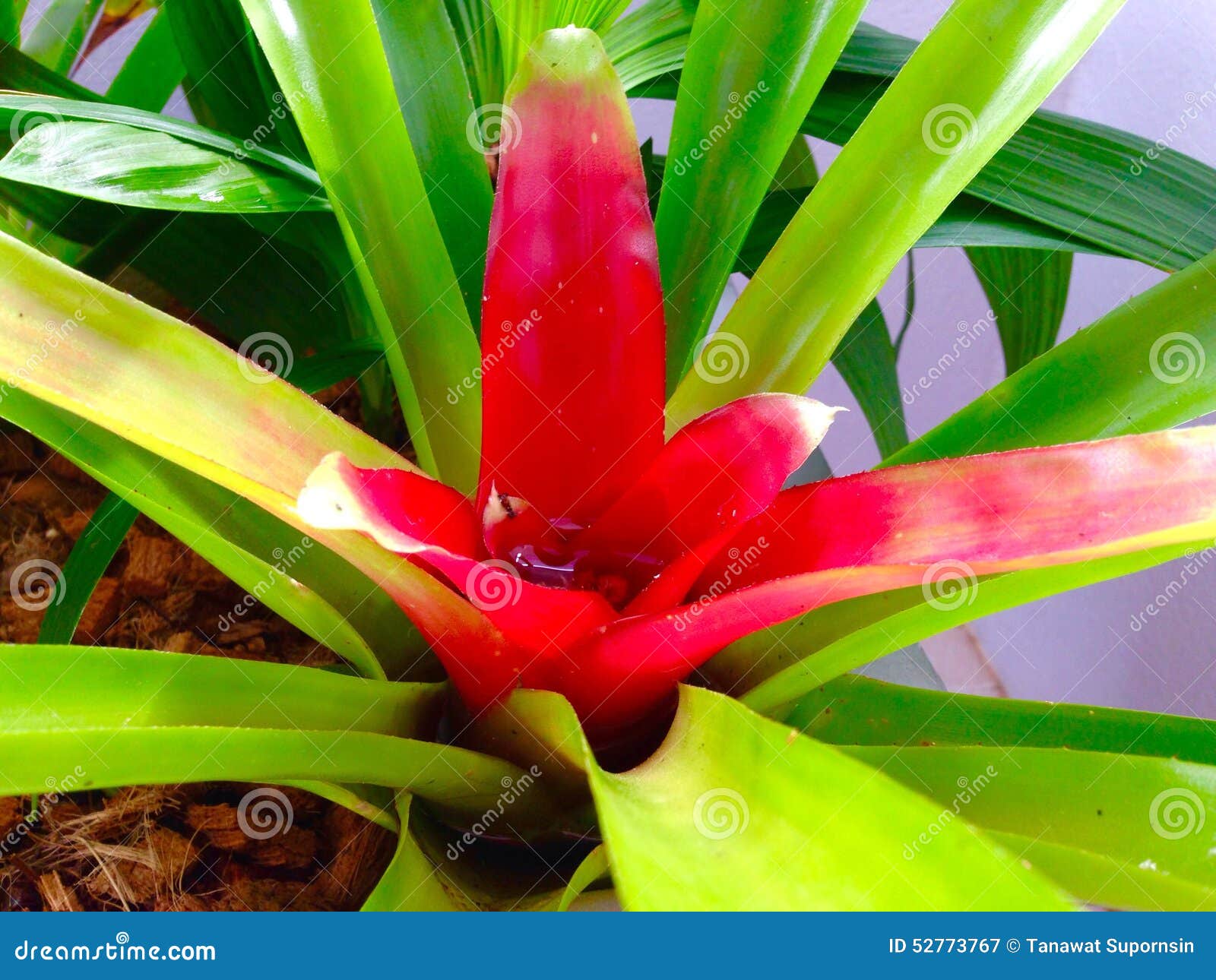 Close Up of Red Green Leaf Bromeliad Stock Image - Image of leaf, green ...