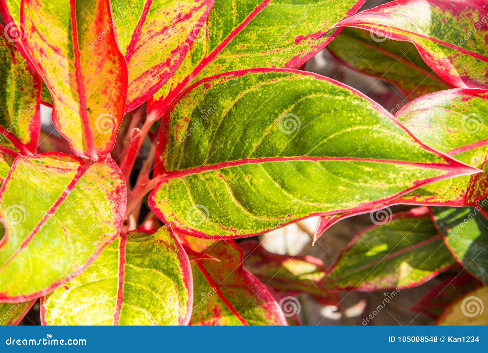 Close Up Red and Green Leaves of Decorative Plants. Stock Photo - Image ...
