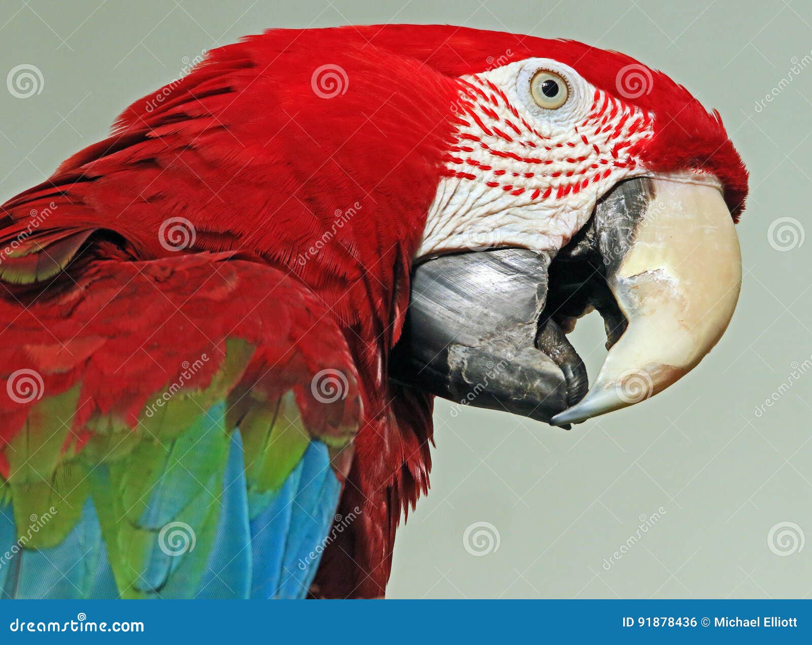 Macaw stock photo. Image of close, bright, color, colorful - 91878436