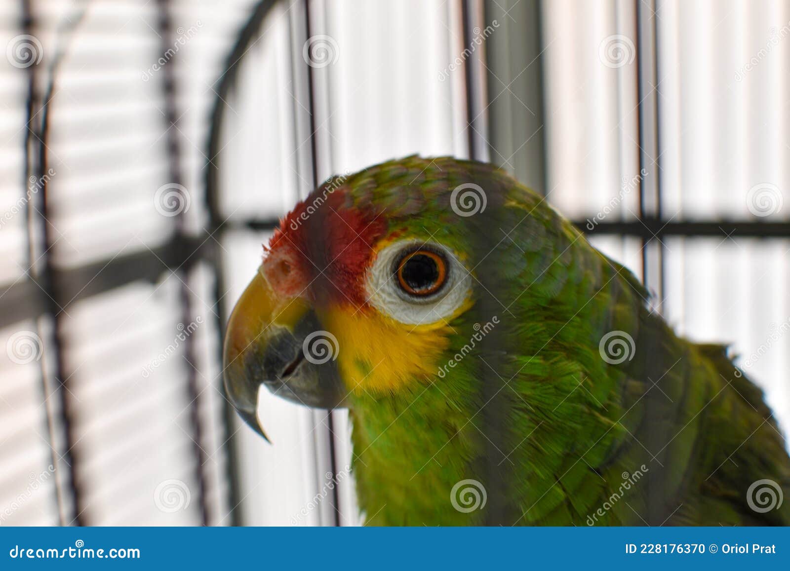 Close-up of a Red-green and Yellow Tropical Parrot Stock Photo - Image ...