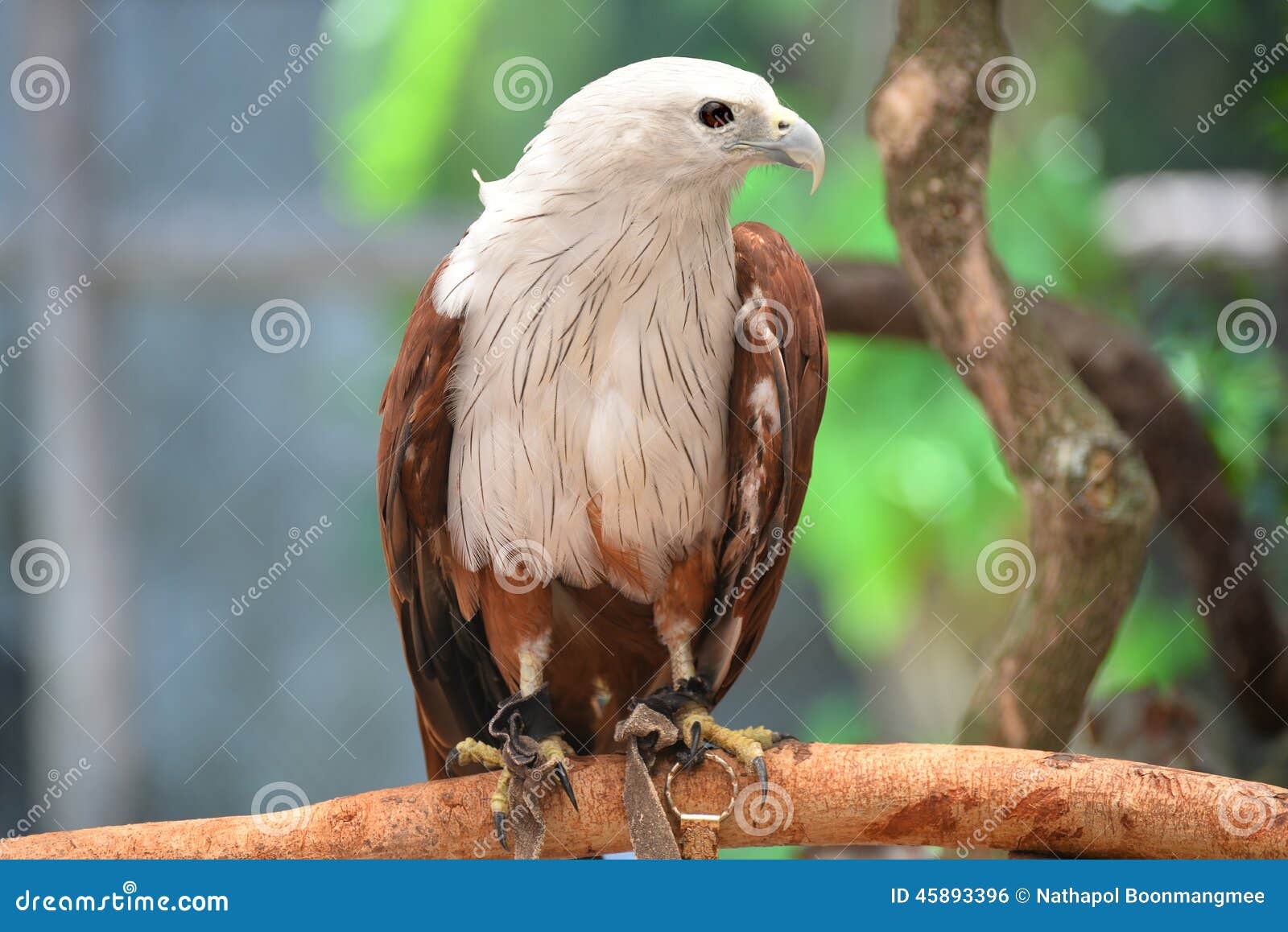 Close up red Hawk stock photo. Image of flight, falconry - 45893396