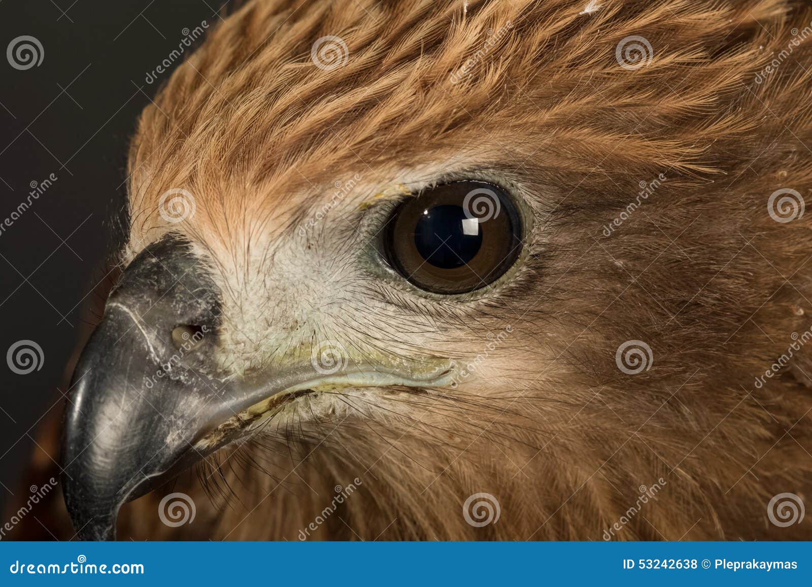 Close up red Hawk. stock photo. Image of beak, eyes, avian - 53242638