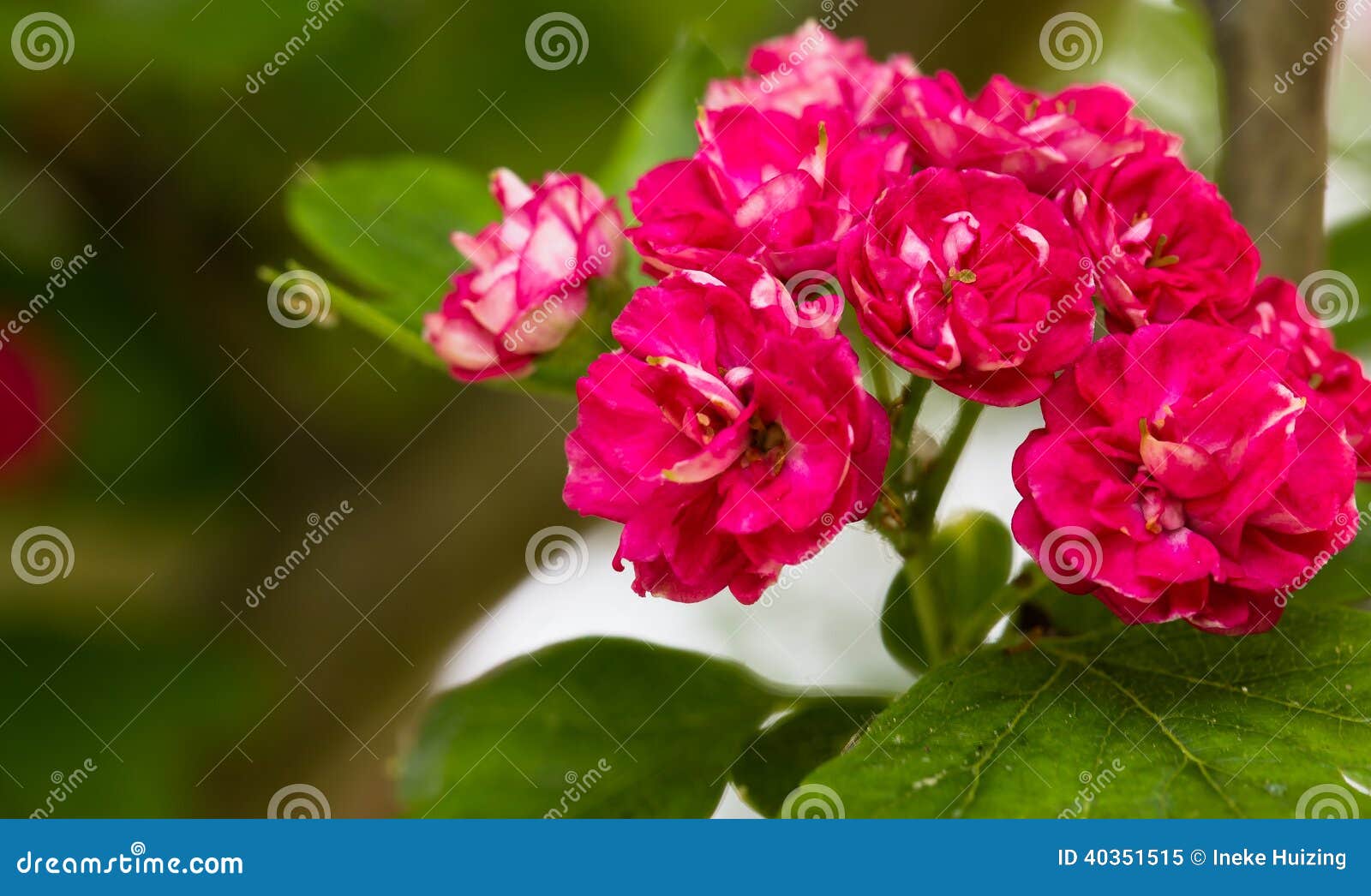 Close-up of a red hawthorn stock image. Image of trees - 40351515