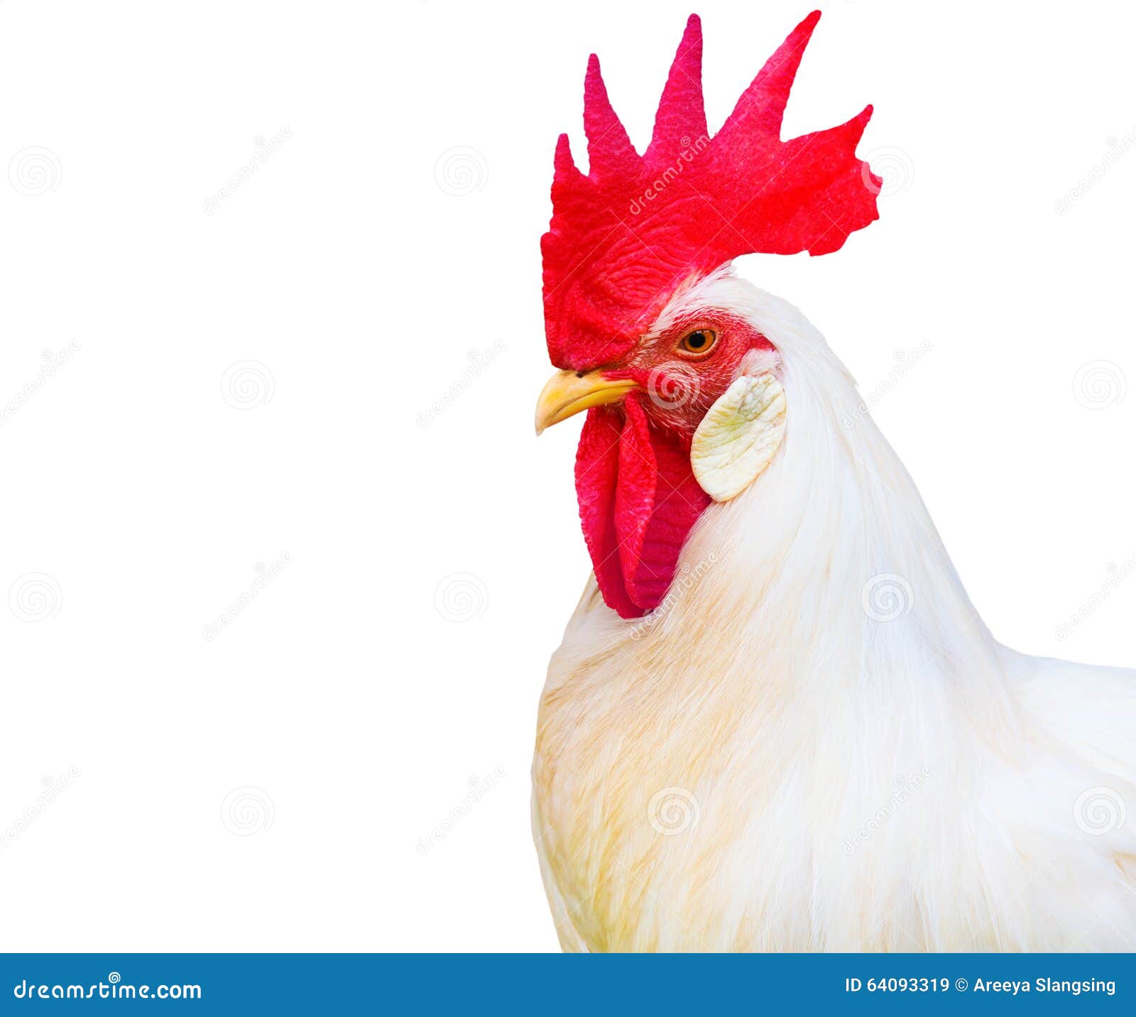 Close Up on Red Head of Chicken Isolated Stock Image - Image of ...