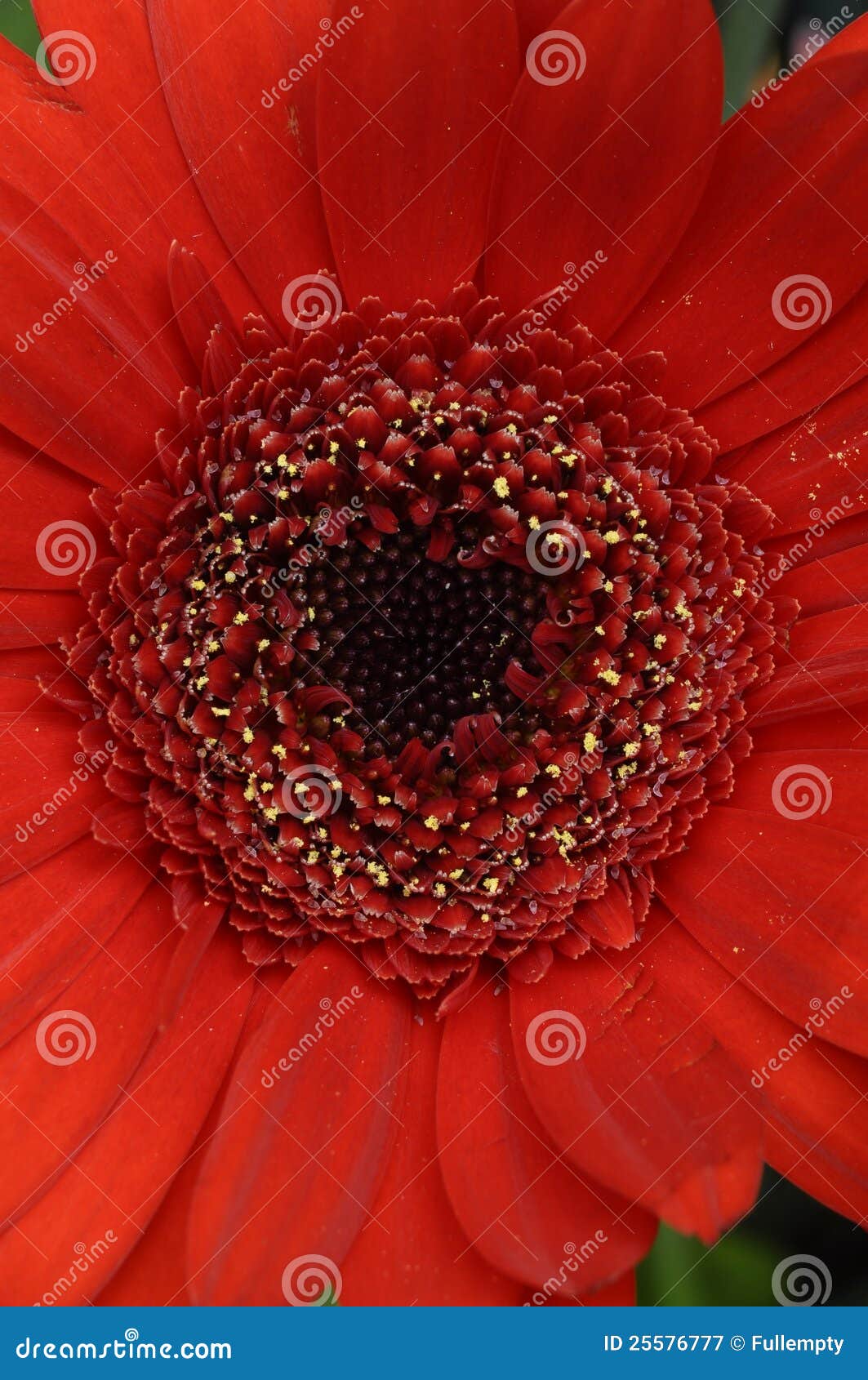 113,176 Red Heart Flower Stock Photos - Free & Royalty-Free Stock ...