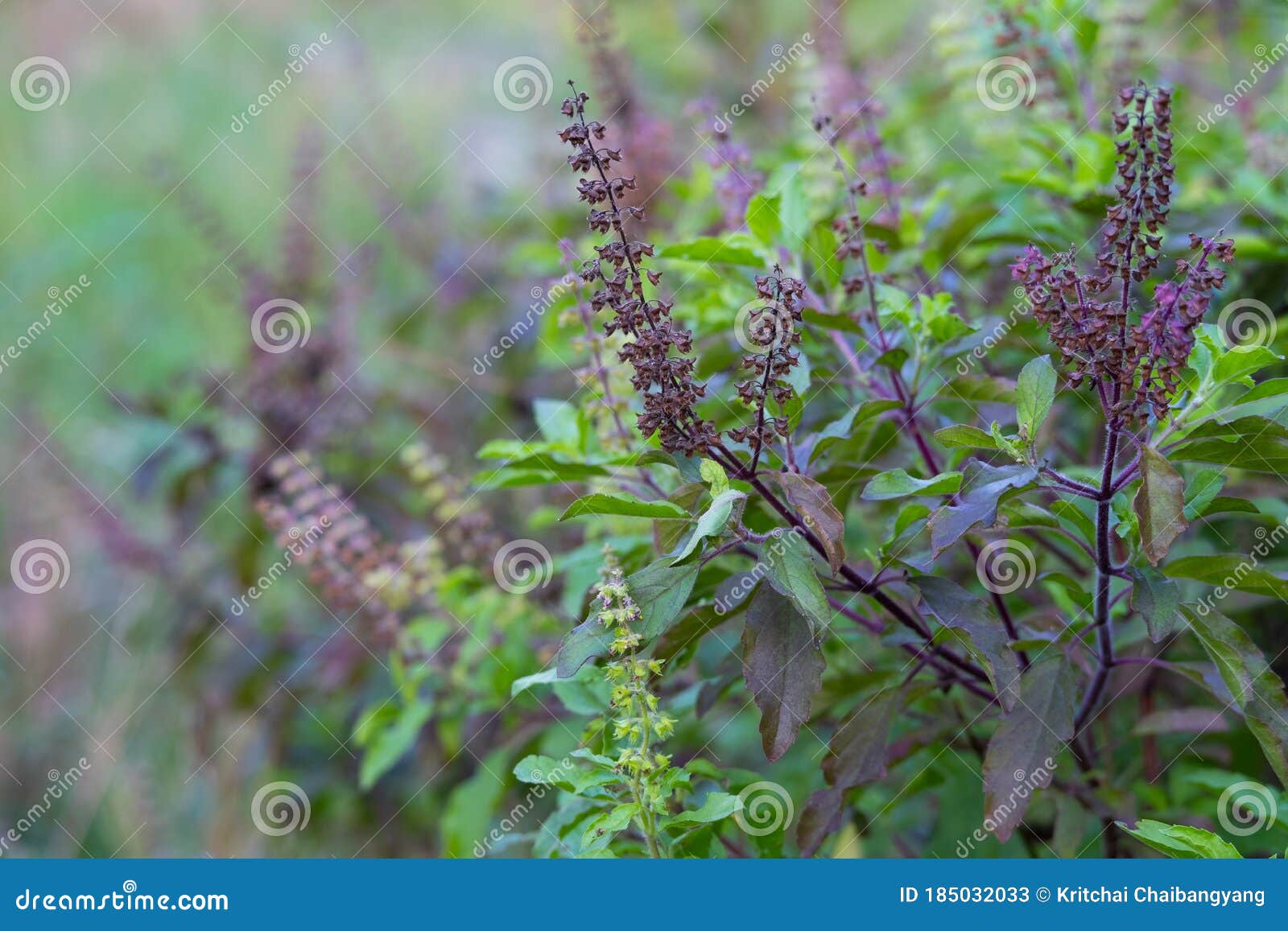 Close Up Red Holy Basil Ocimum Sanctum Tree Stock Image - Image of diet ...