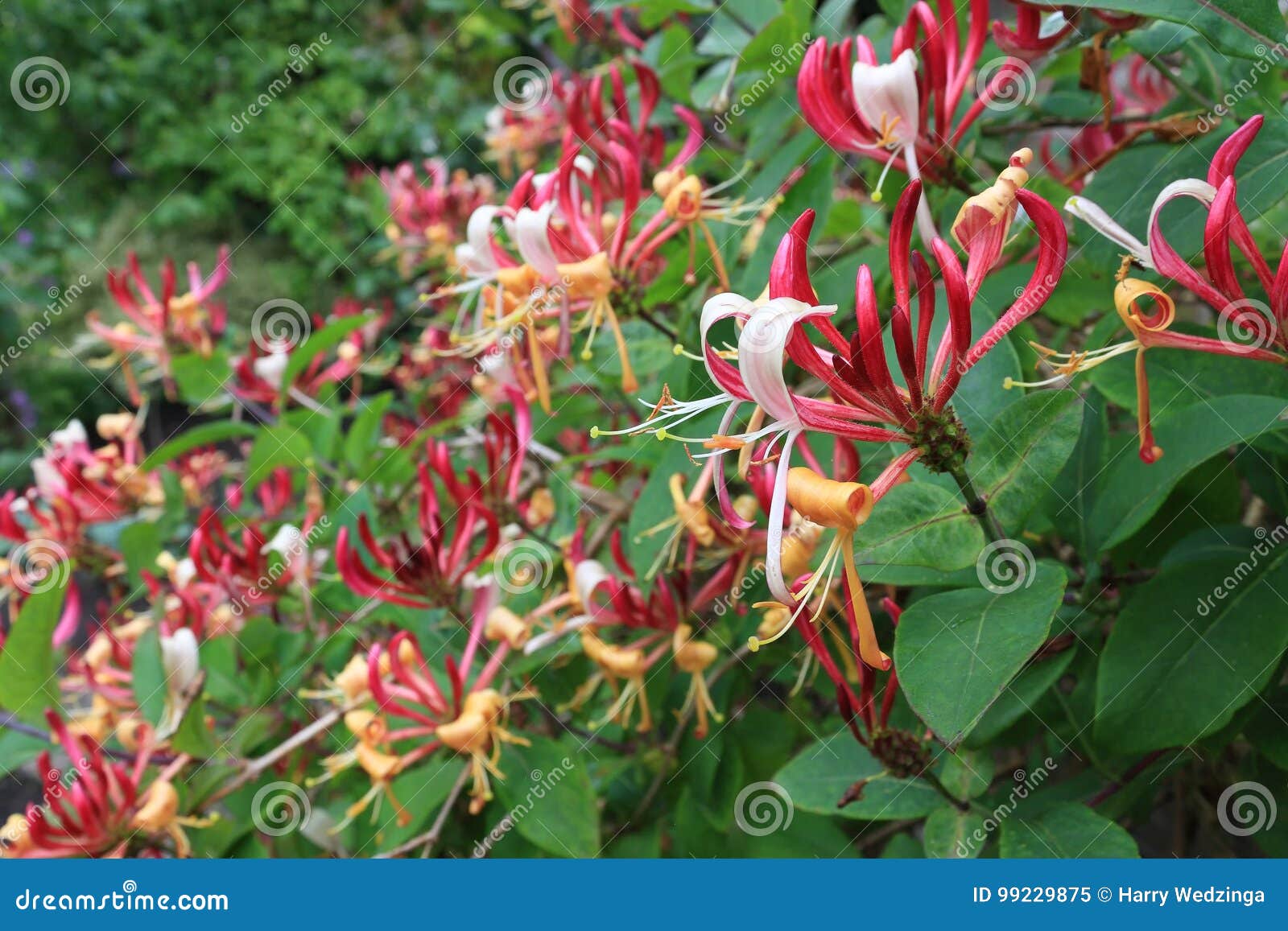 Close-up of Red Honeysuckles Stock Image - Image of trumpet, green ...