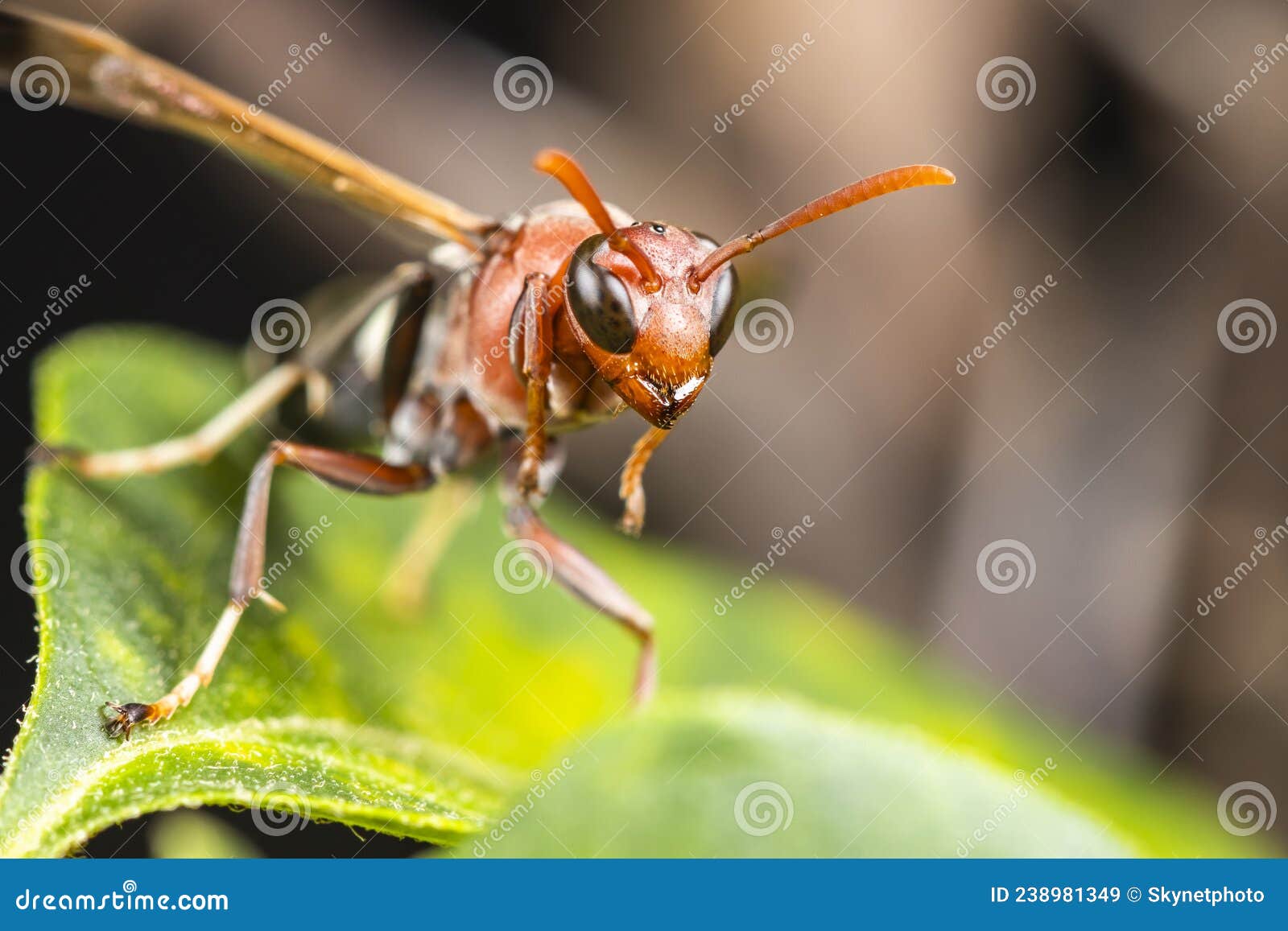 Close Up of Red Hornets on Green Leaf Stock Image - Image of green ...
