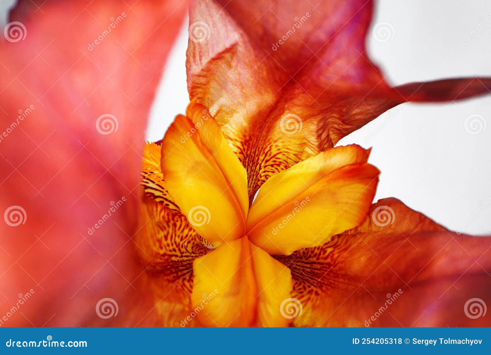Close Up of a Red Iris Flower Macro Shot Stock Photo - Image of bloom ...