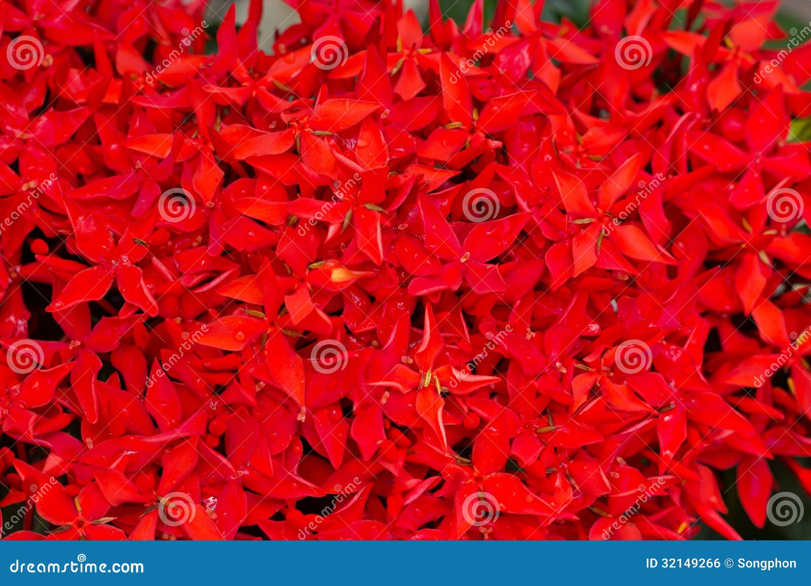 Close up of Red Ixora stock photo. Image of closeup, colorful - 32149266