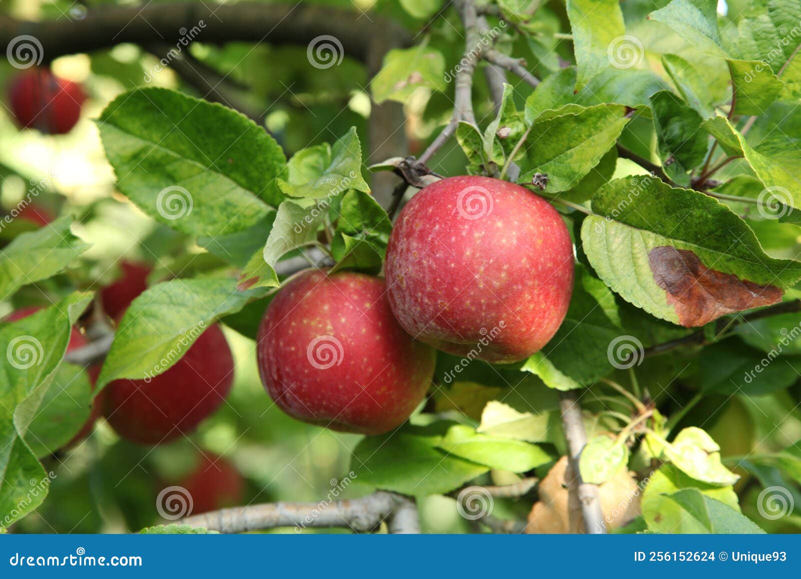 Close-up of Red Jonagold Apples on Tree Stock Photo - Image of autumn ...