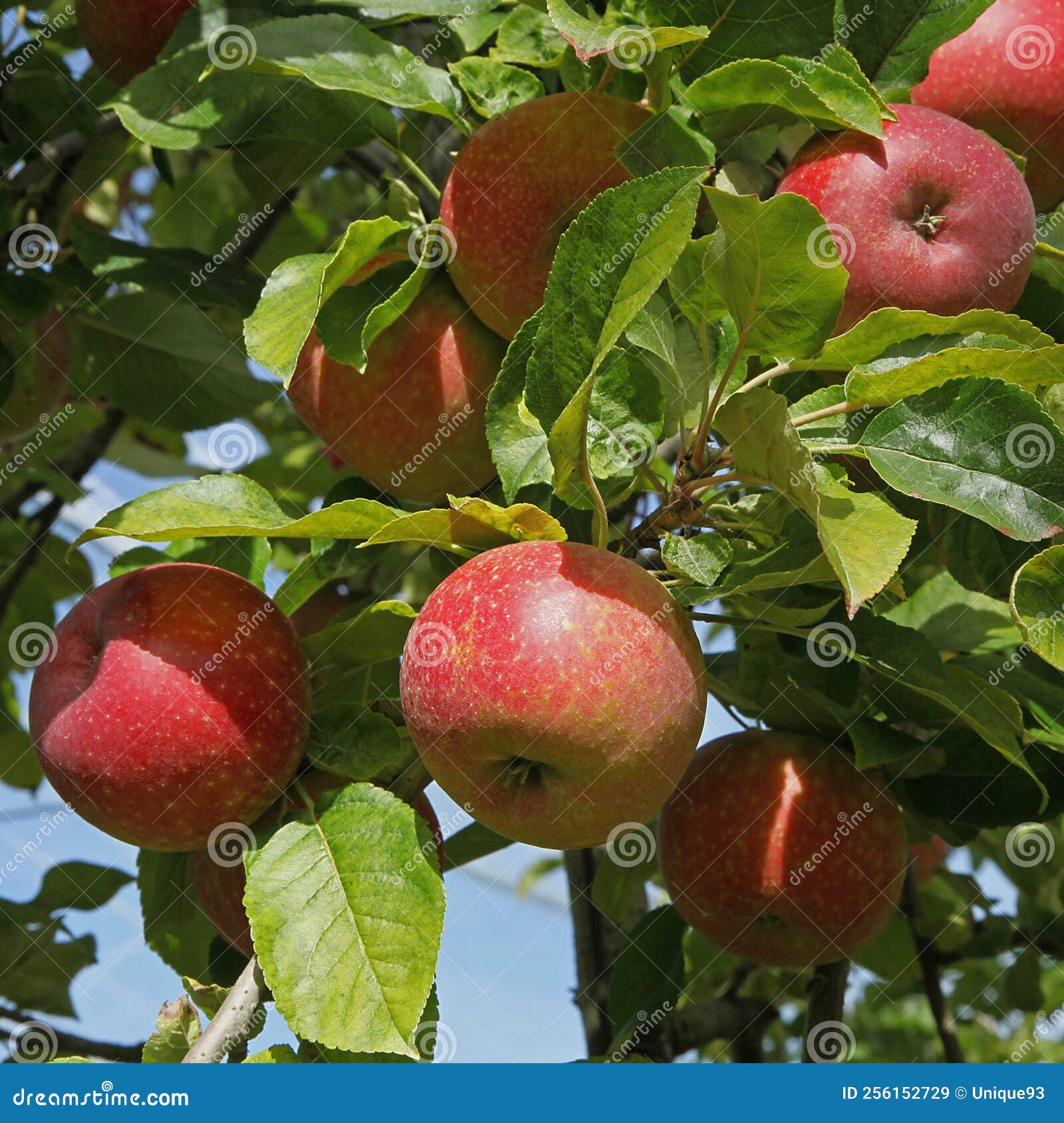 Close-up of Red Jonagold Apples on Tree Stock Image - Image of healthy ...