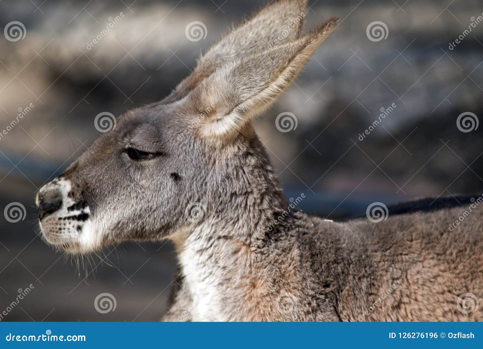 A red kangaroo stock photo. Image of female, whiskers - 126276196