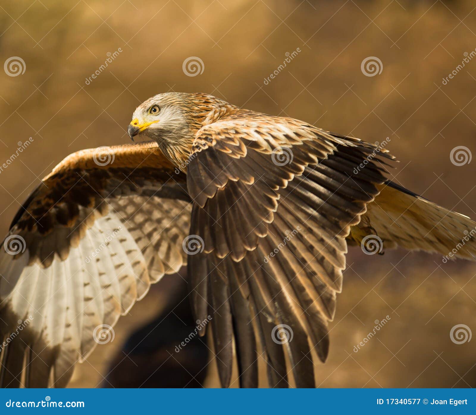 A Close-up of a Red Kite in Flight Stock Image - Image of eyes, close ...