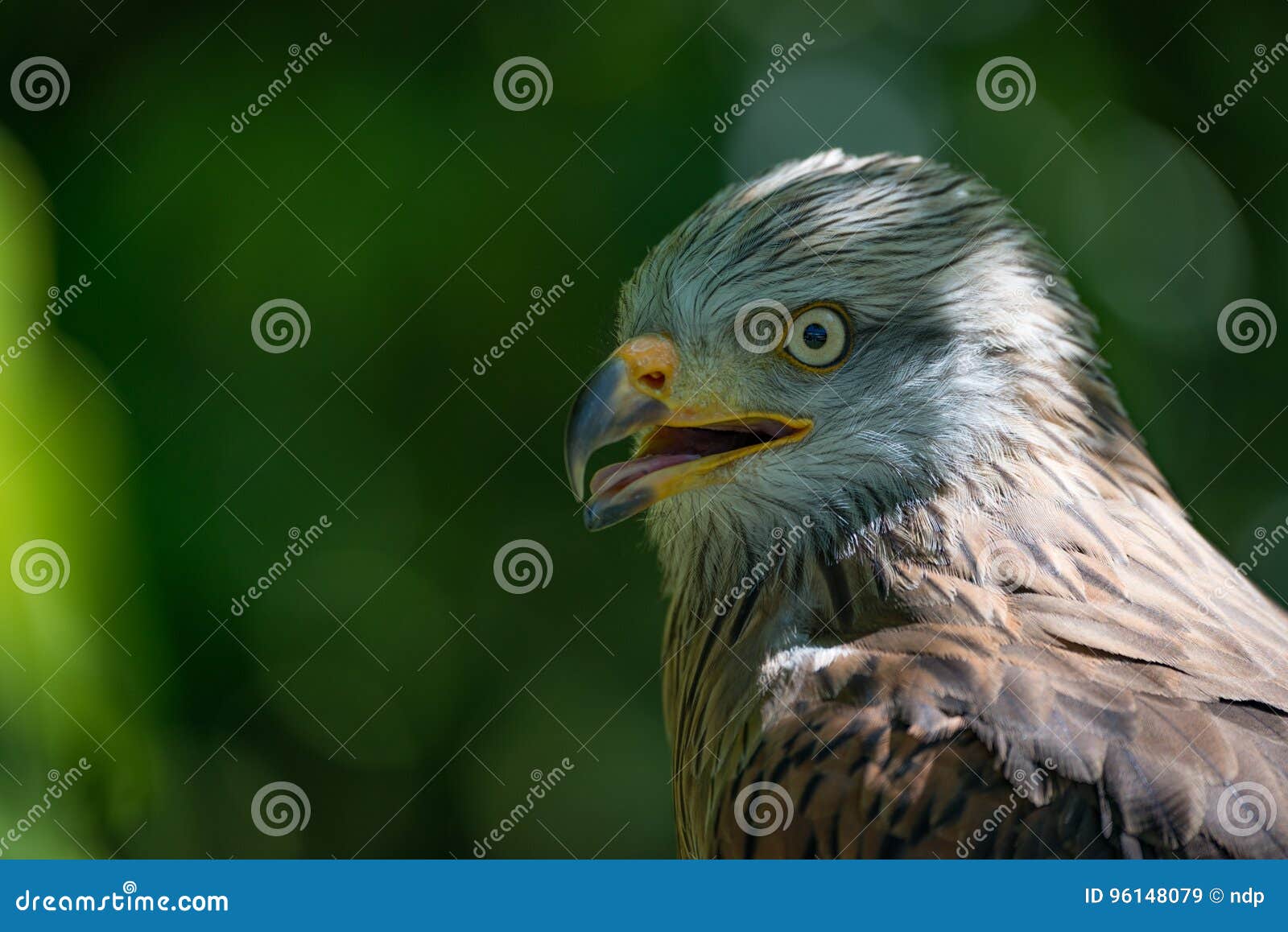 Close-up of Red Kite with Open Beak Stock Image - Image of cabarceno ...
