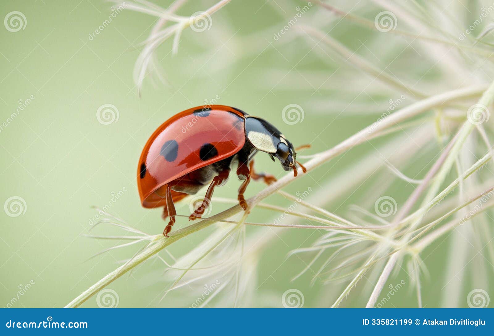 Close-Up of a Red Ladybug with Black Spots on a Thin Twig Stock Image ...
