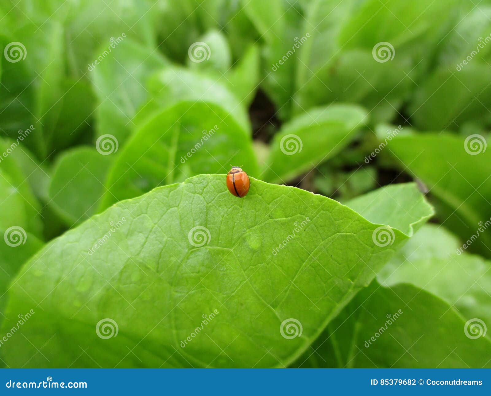 Close-up of a Red Ladybug on the Edge of Bright Green Leaf with Morning ...