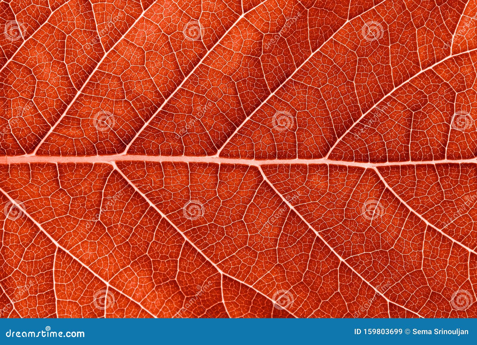 Close up red leaf texture. stock image. Image of closeup - 159803699