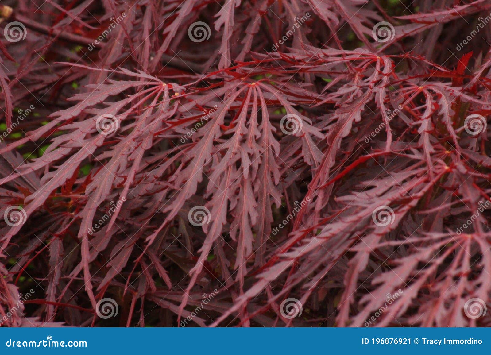 Close Up of the Red Leaves of a Crimson Queen Japanese Maple Tree Stock ...