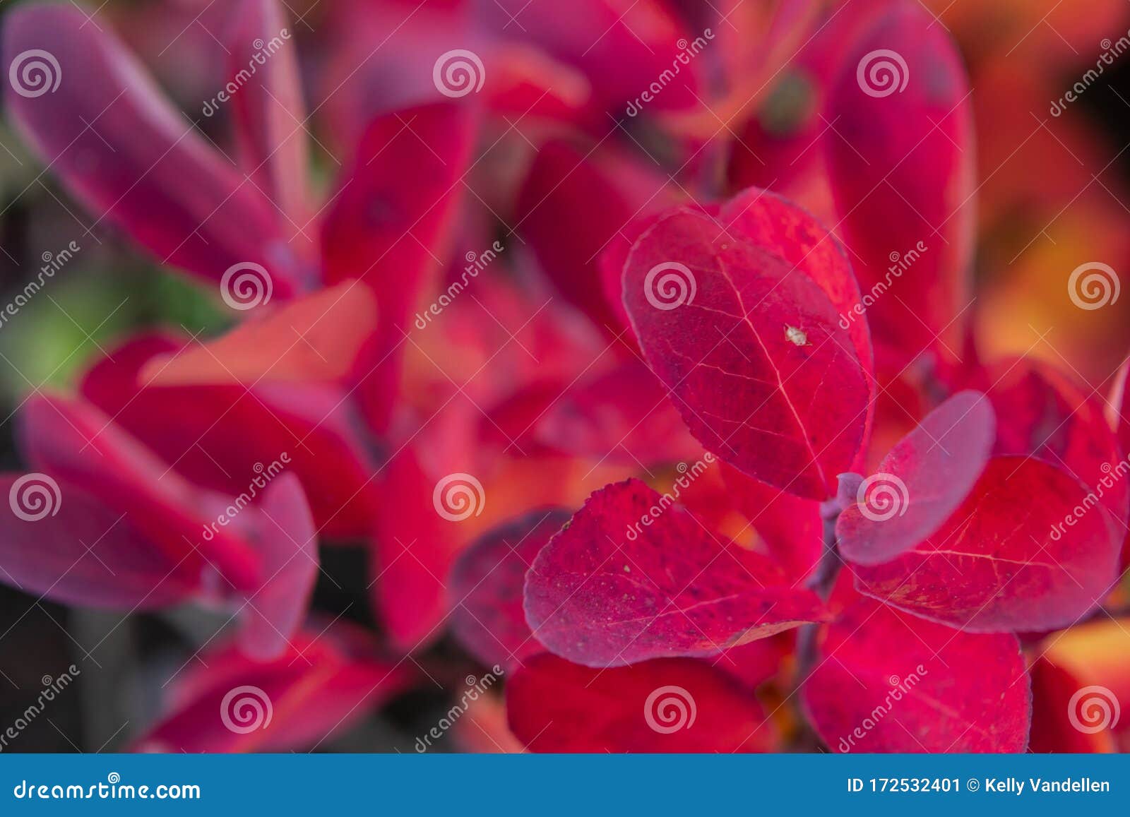 Close Up of Red Leaves in Fall Stock Image - Image of colored ...