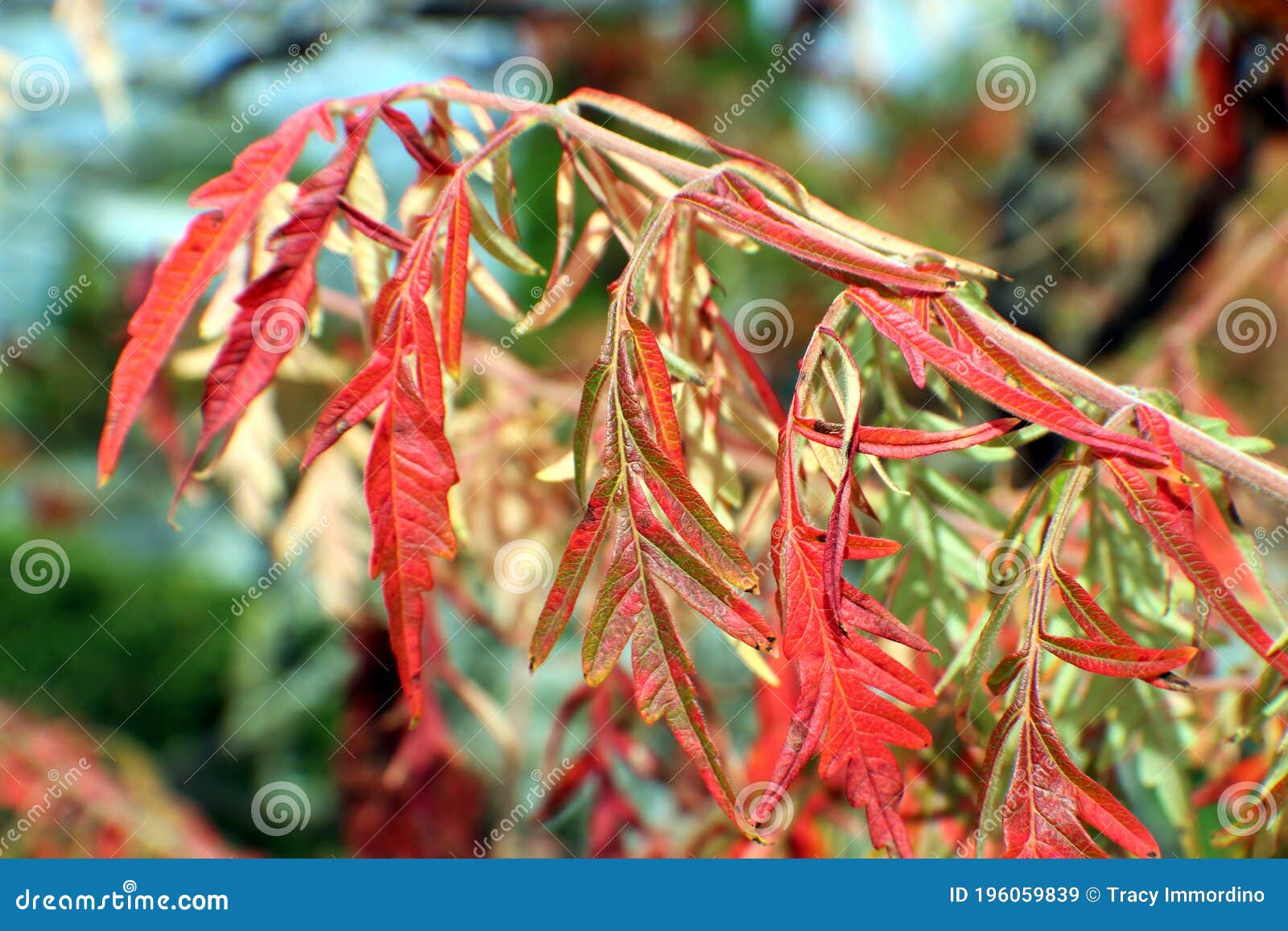 Close Up of Red Leaves on a Staghorn Sumac in the Fall Stock Image ...