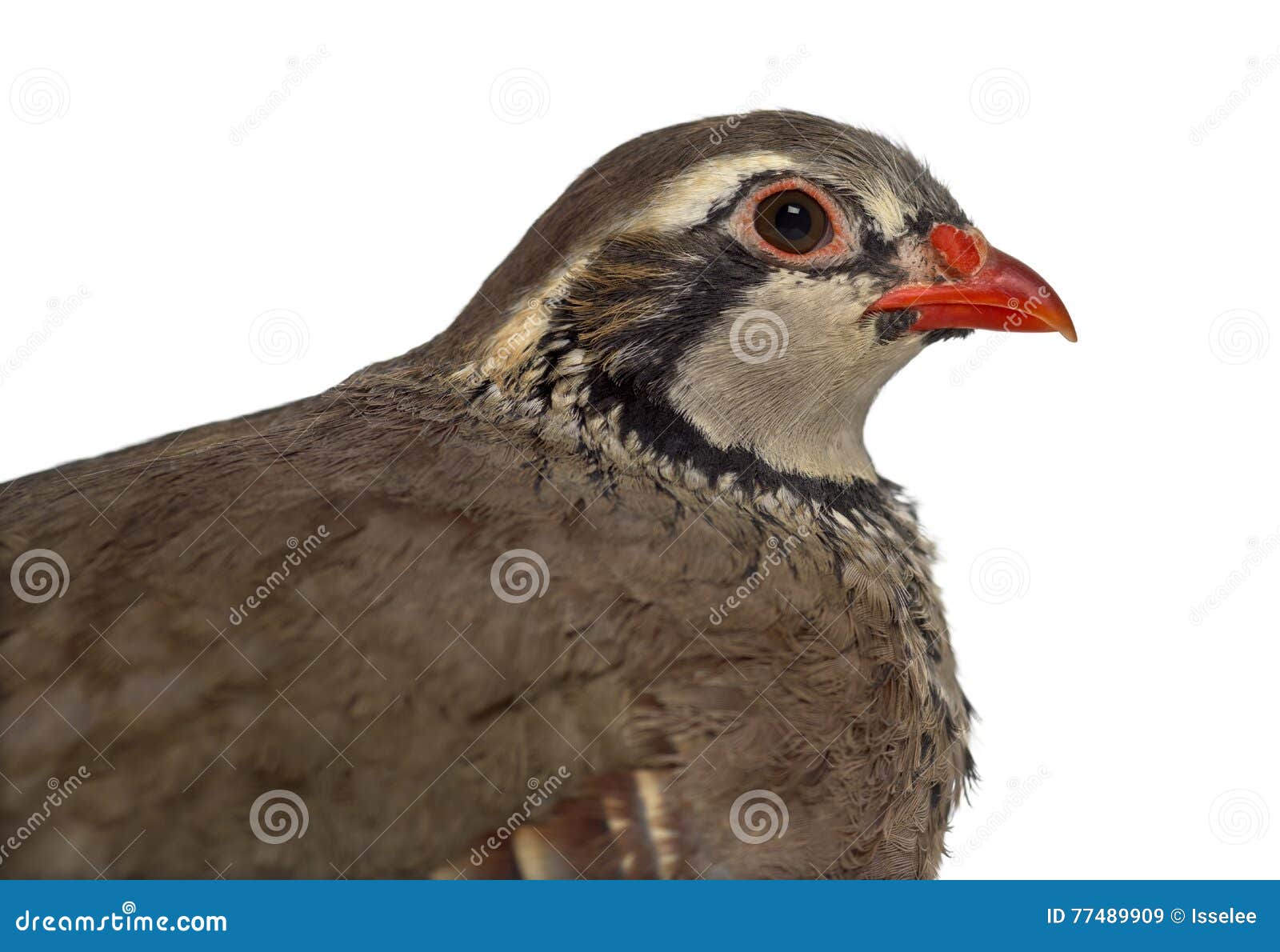 Close-up of a Red-legged Partridge on White Stock Image - Image of ...