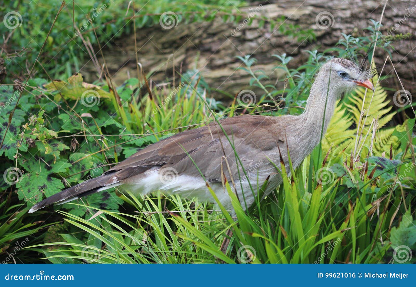 Red-legged seriema stock photo. Image of green, catching - 99621016