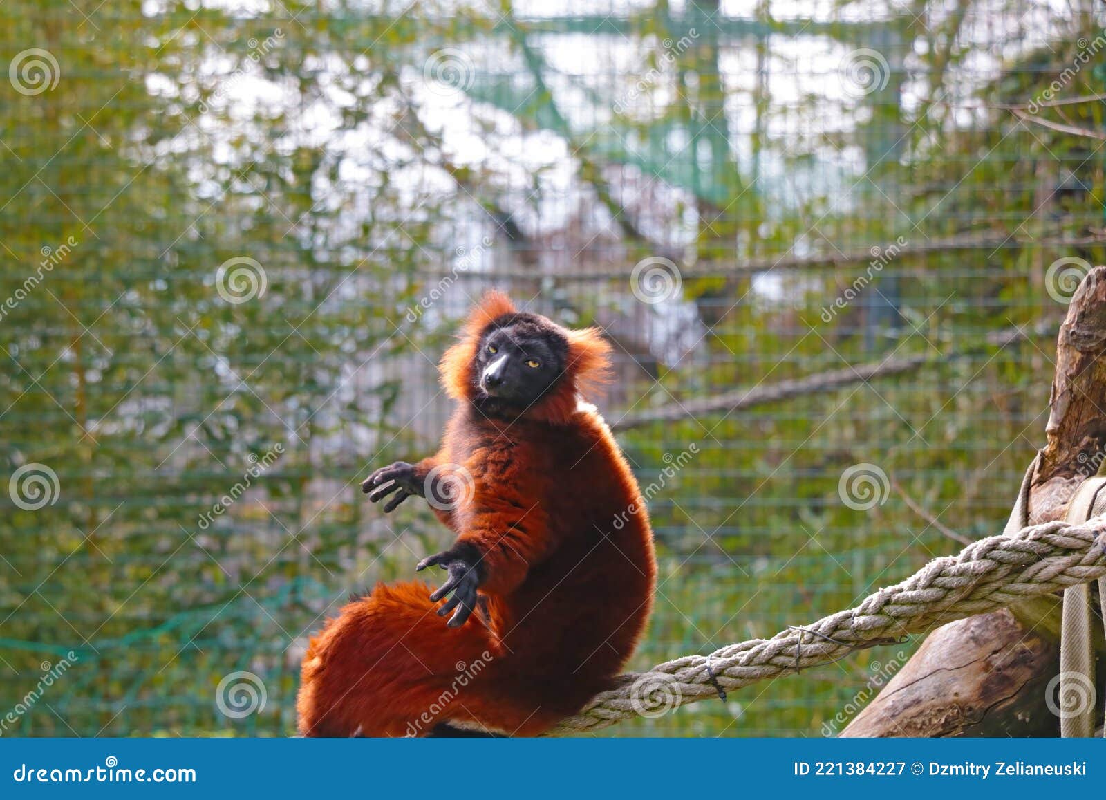 Lemur On The Tree Branch During The Night. Night Lemur In Madagacar ...