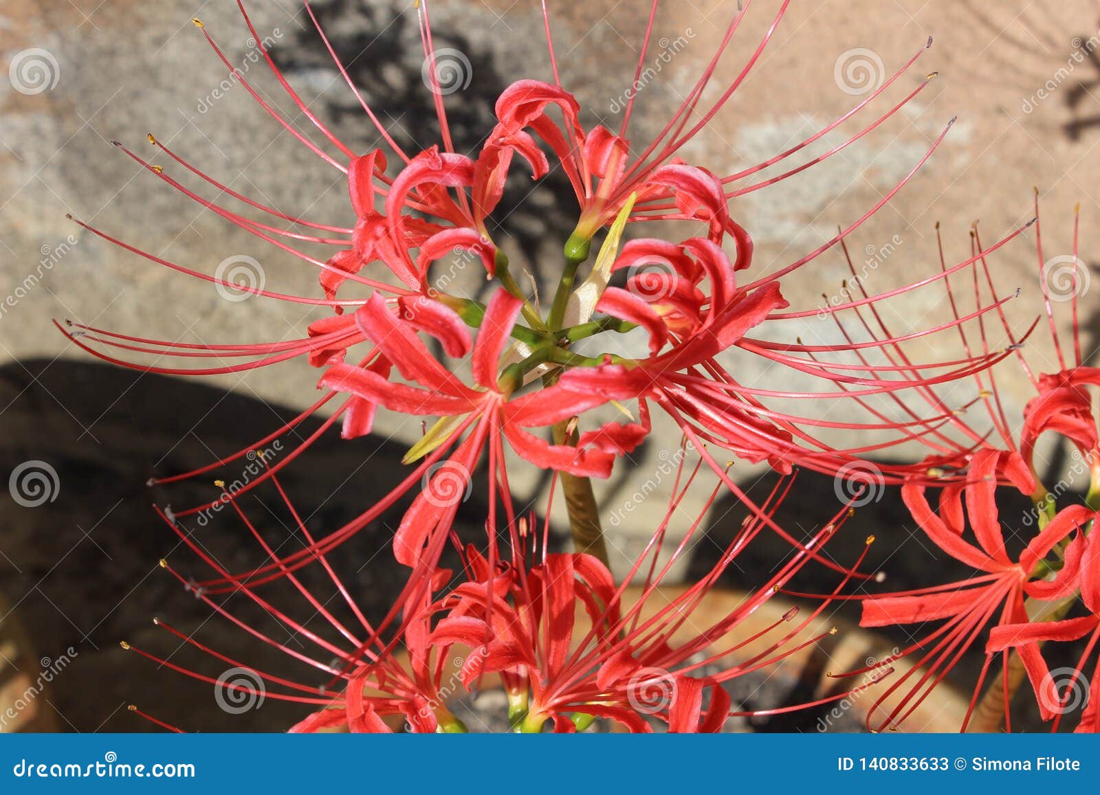 Close-up of Red Lycoris Flower Stock Image - Image of lycoris, close ...
