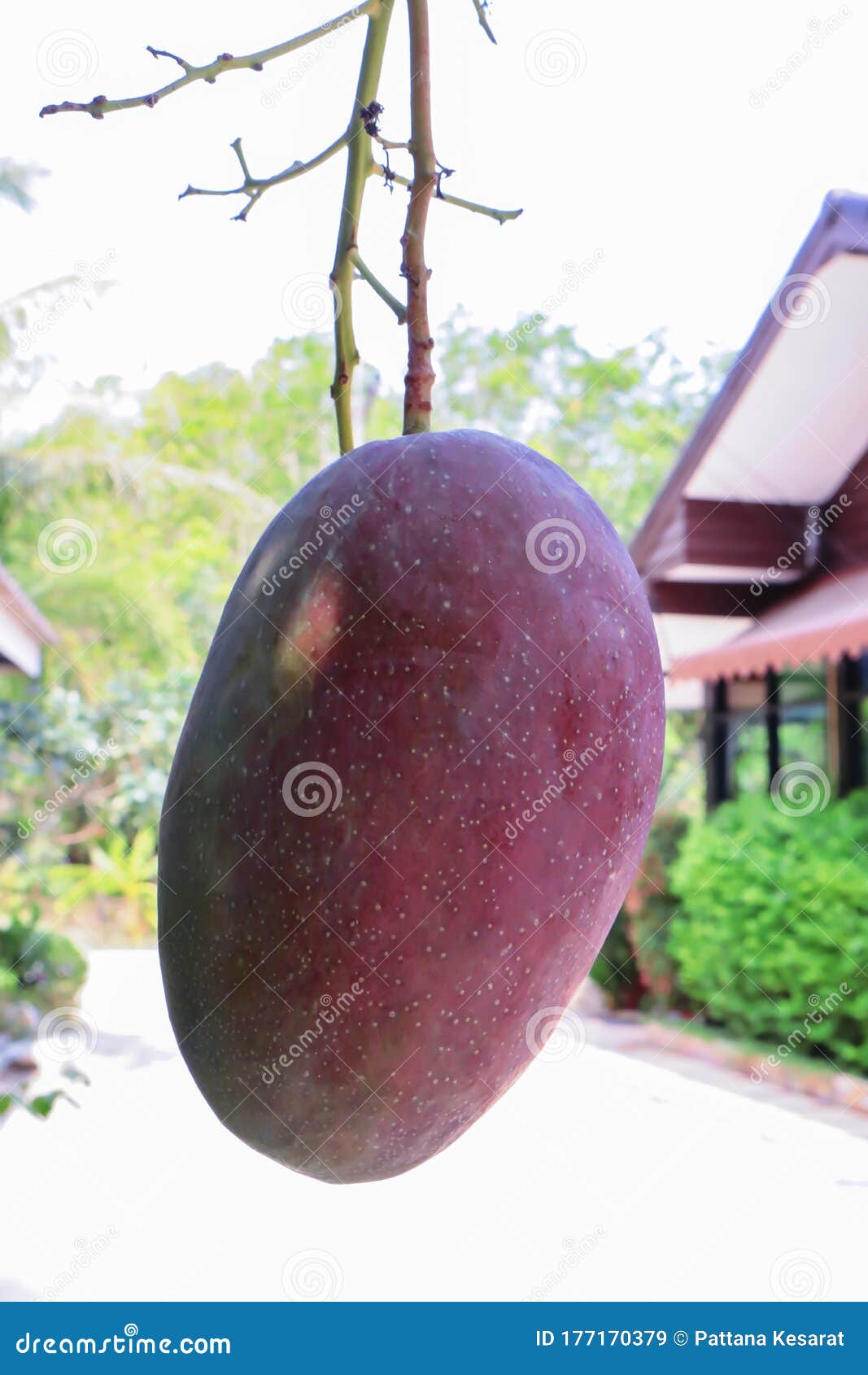 Red Mango Chakkraphat on the Mango Tree Stock Image - Image of closeup ...
