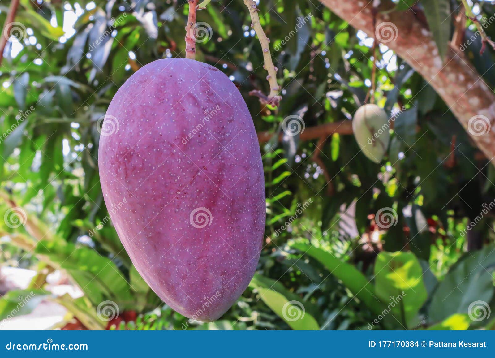Red Mango Chakkraphat on the Mango Tree Stock Photo - Image of farm ...