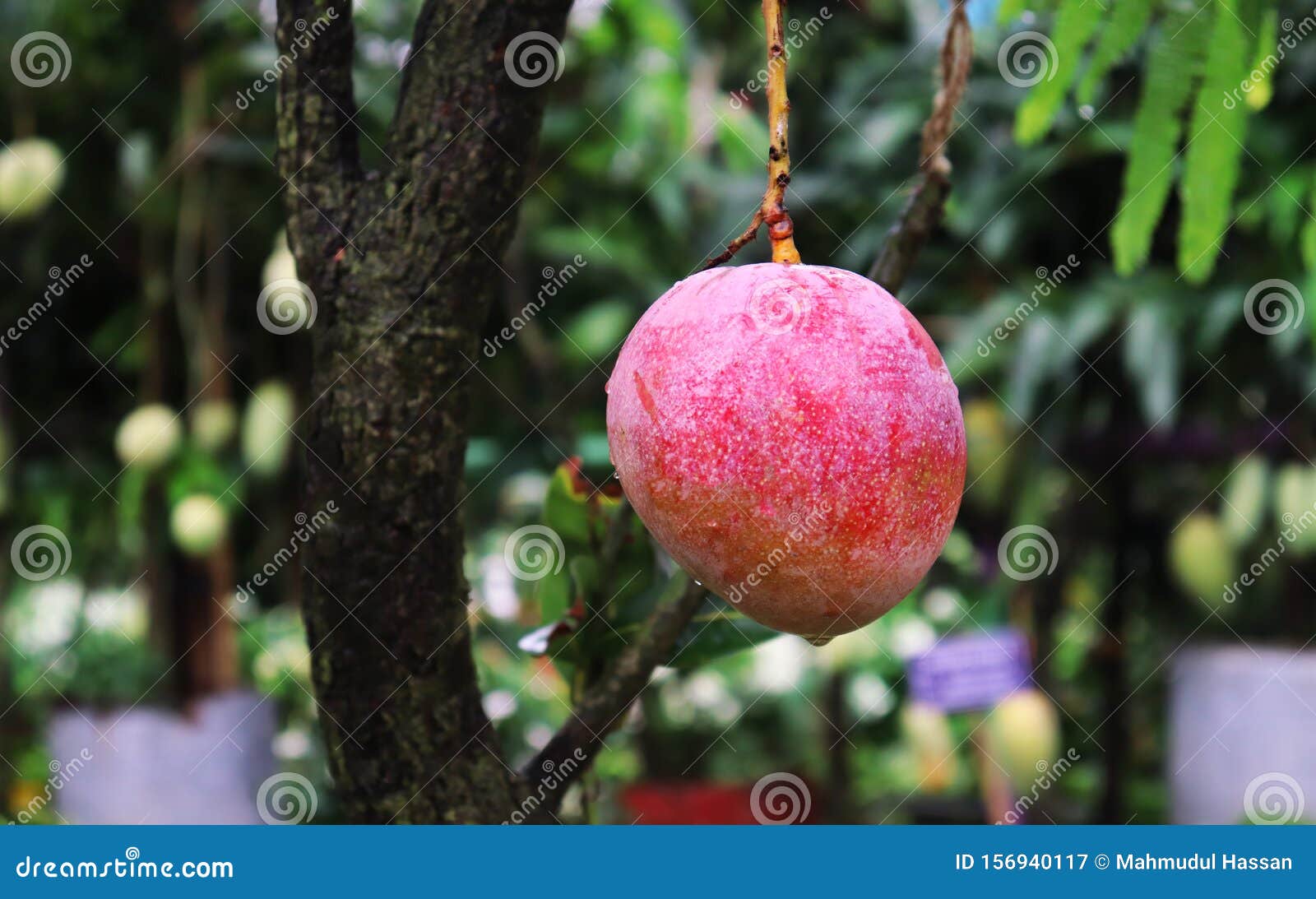 Close Up Red Mango Fruit on a Mango Tree Stock Image - Image of ...